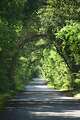 How to Make a Tree Archway