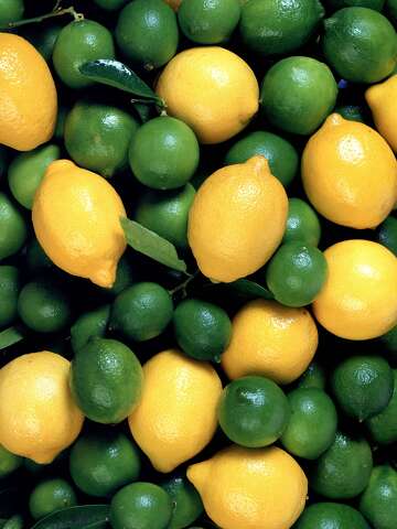 How to Grow Lemon Trees in Hydroponics