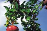 Propagating a Persimmon by Stem Cuttings