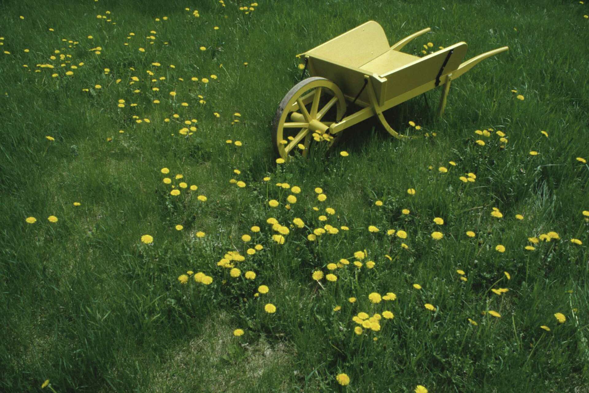How to Keep Paths Clear of Weeds