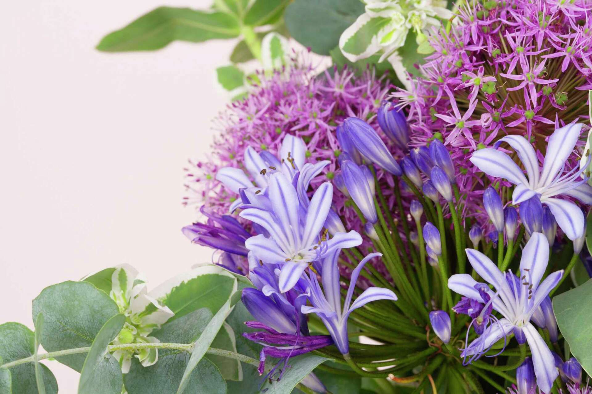 African Lily Facts