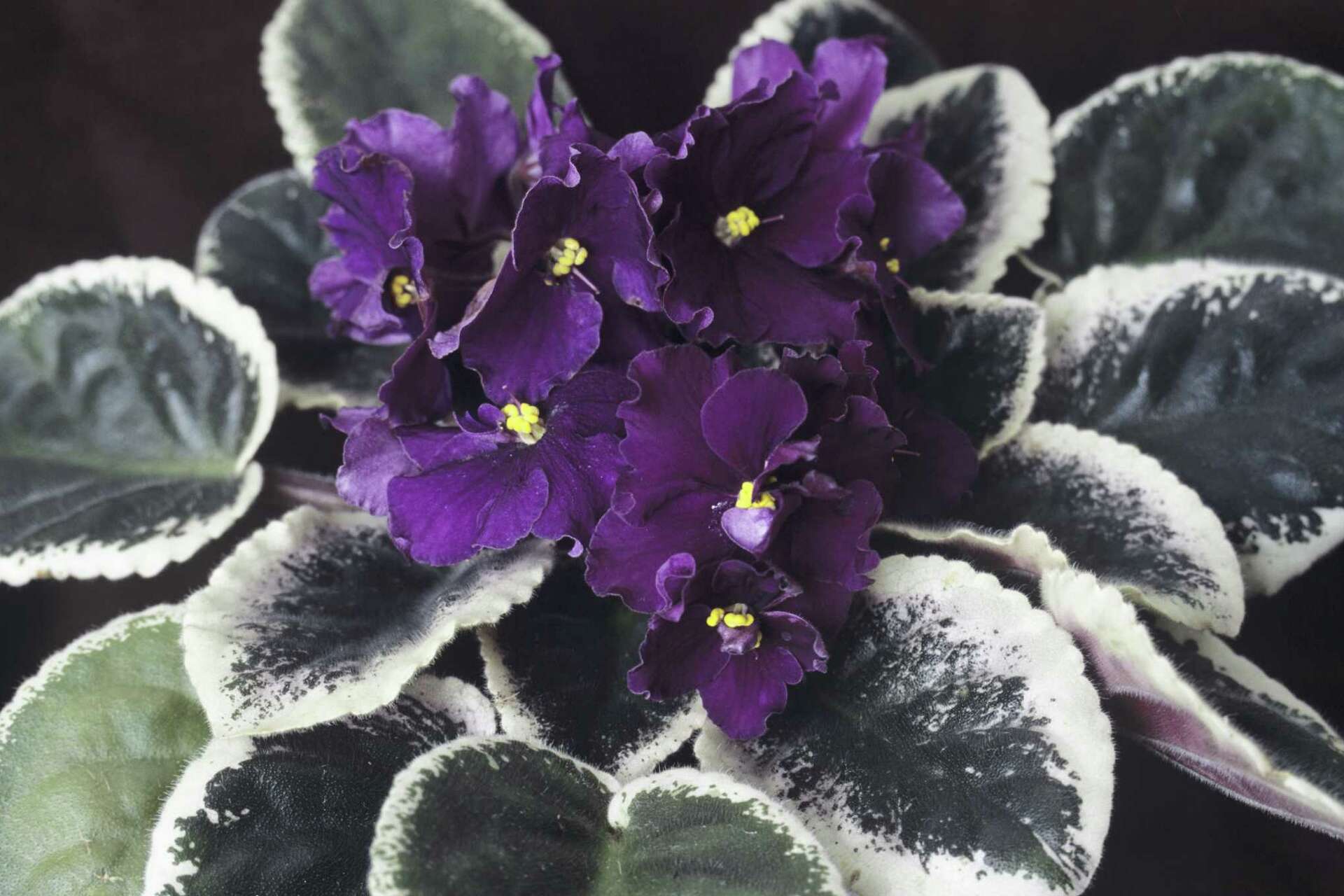 African Violet Foliage Types