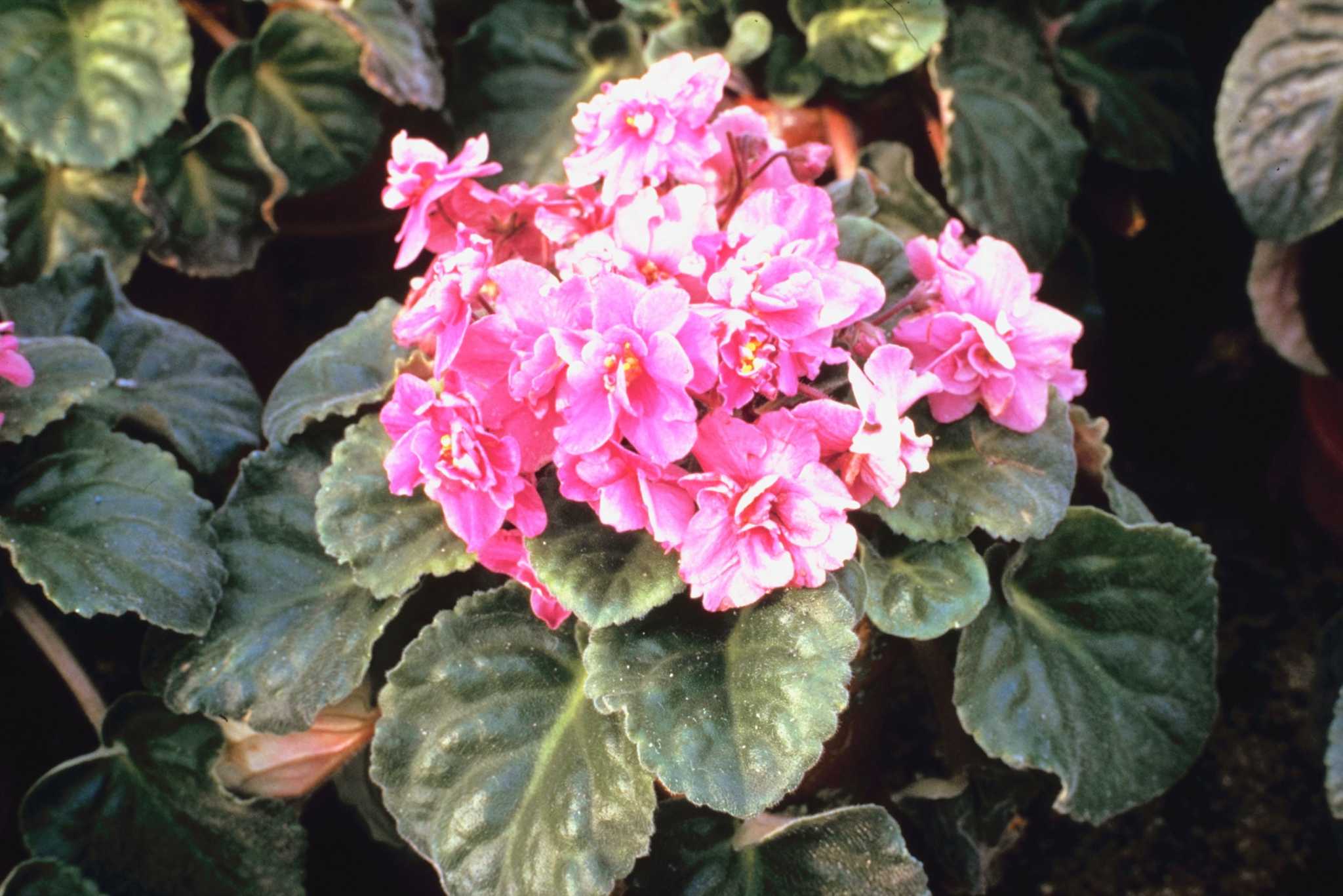 Is an African Violet Safe for Kids?