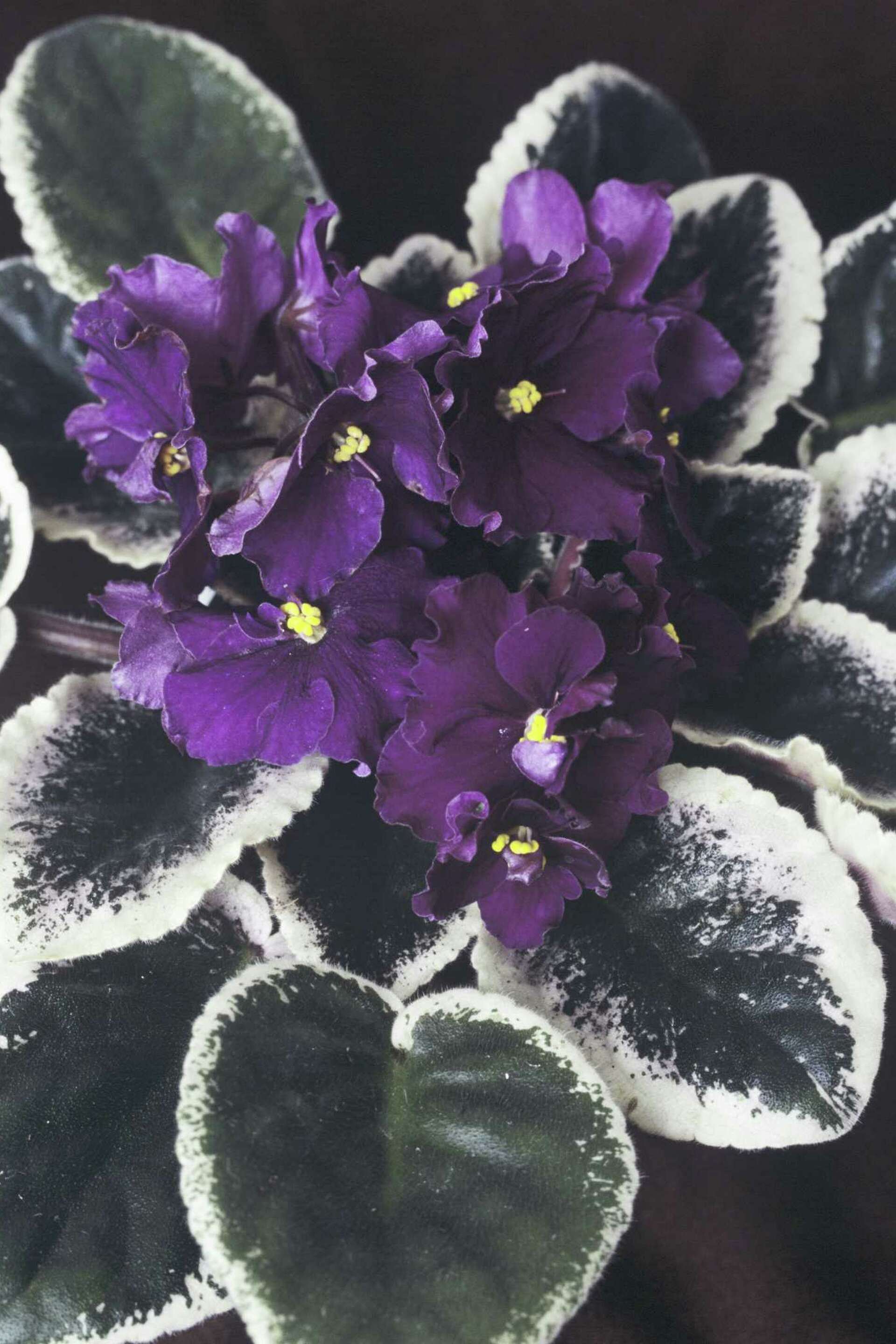 What Makes My African Violet Turn White?