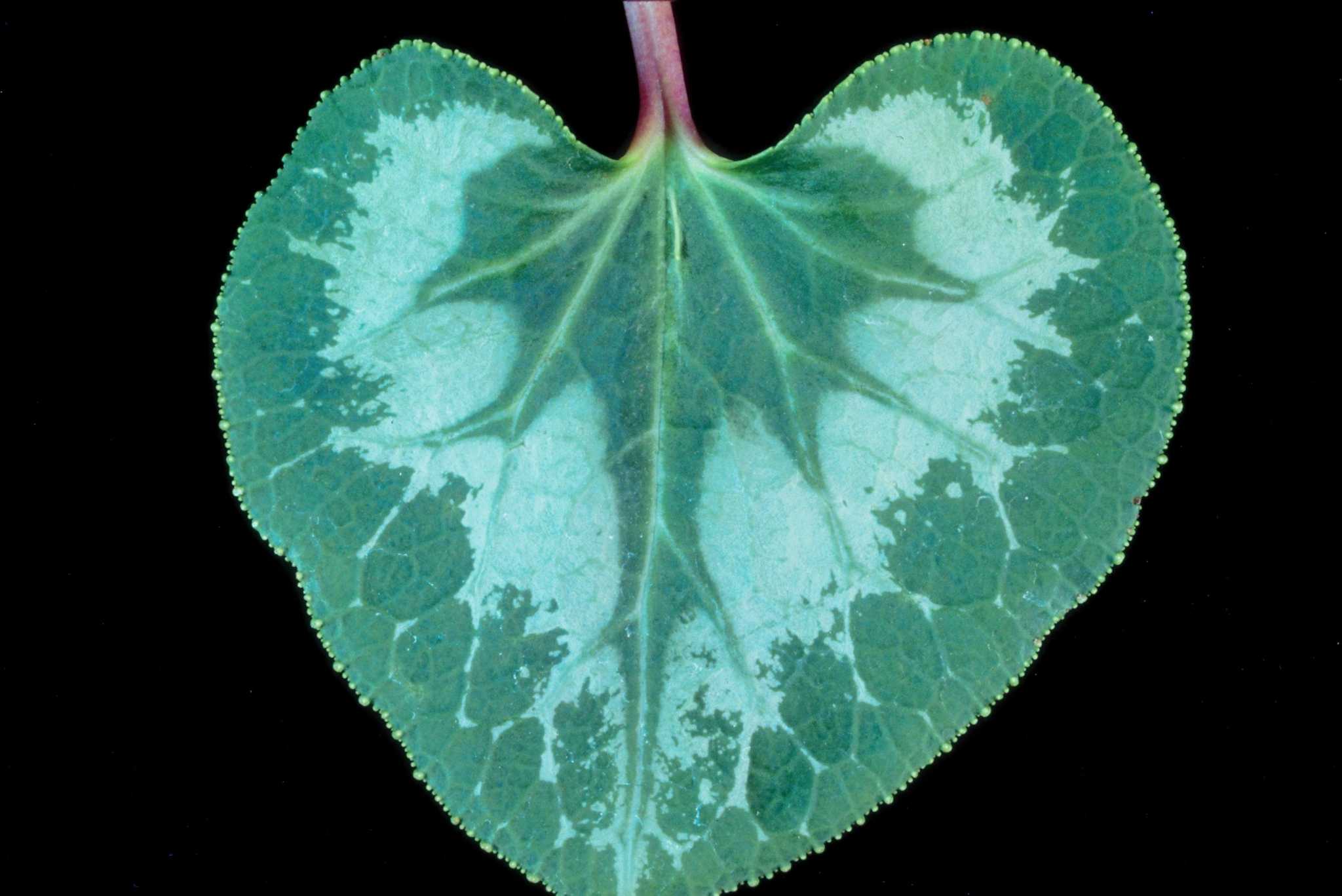 Parts of a Plant You Can Use for Vegetative Reproduction