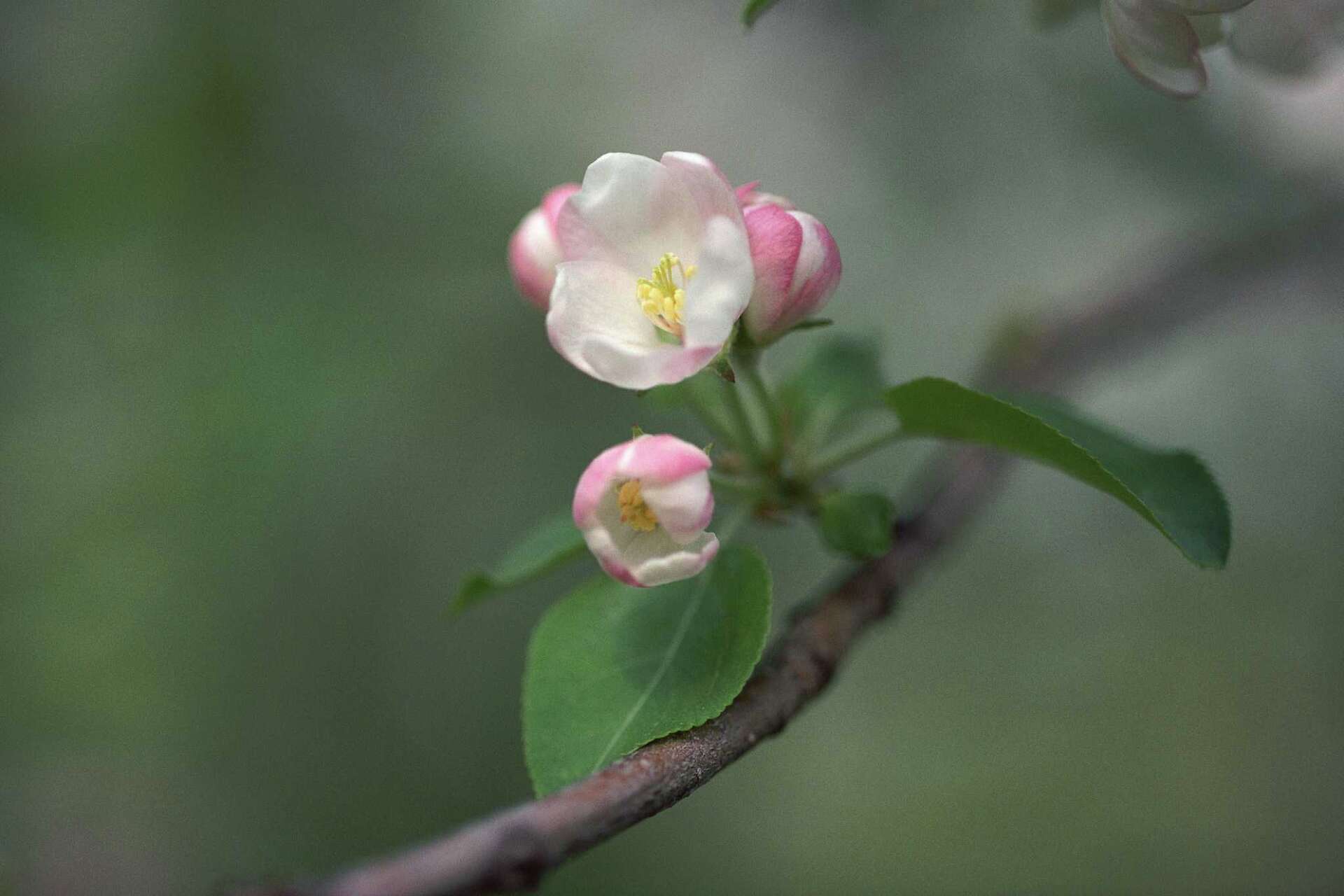 When Is a Good Time to Transplant Baby Apple Trees?