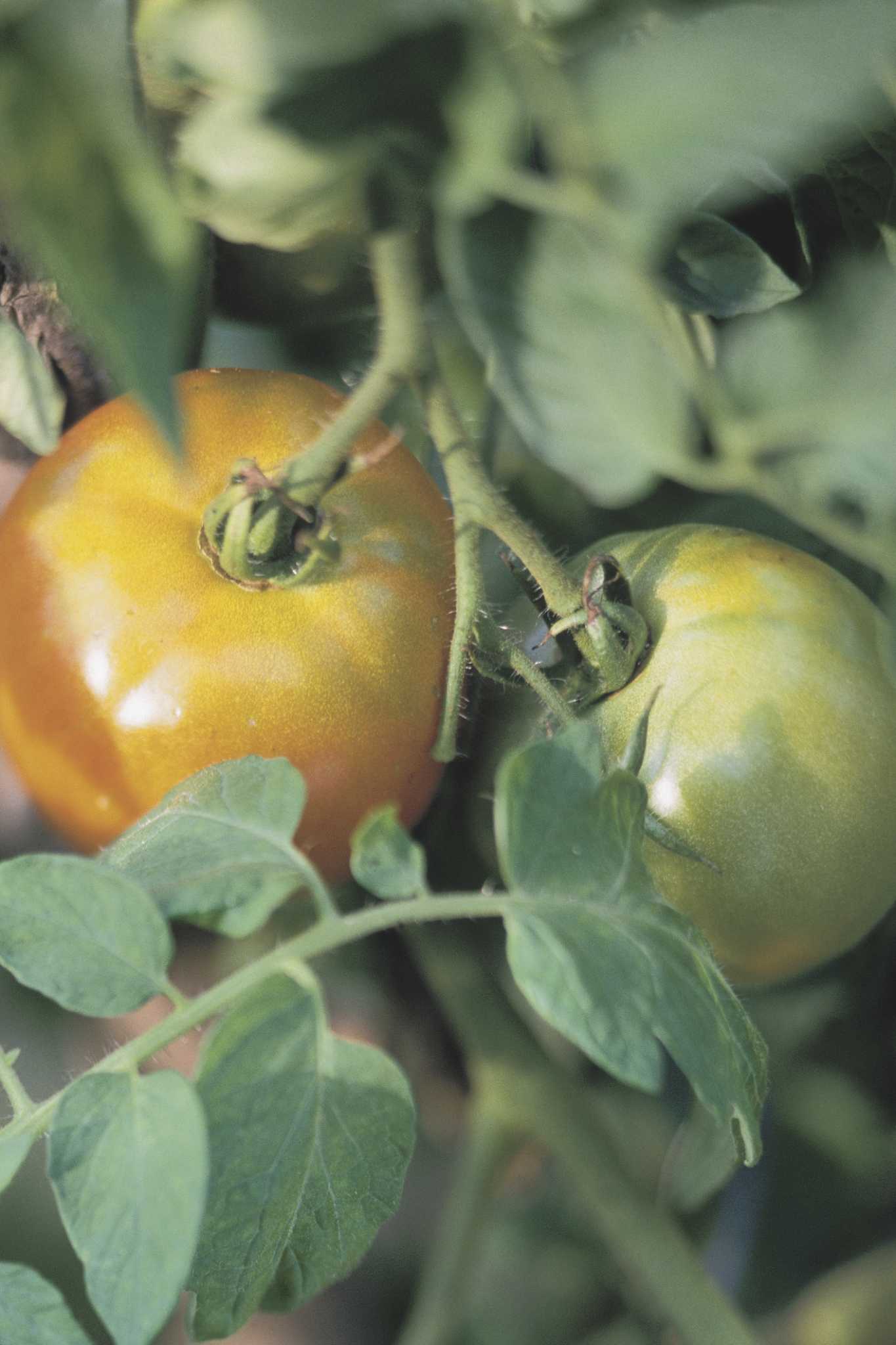 How to Use Cone-Shaped Tomato Cages