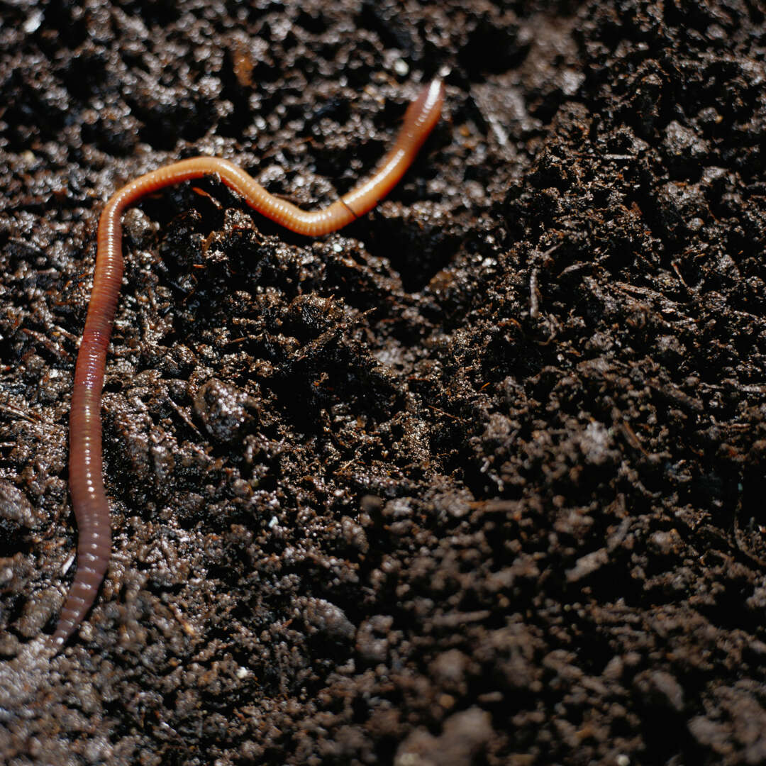 How to Get Started Raising Red Wiggler Worms