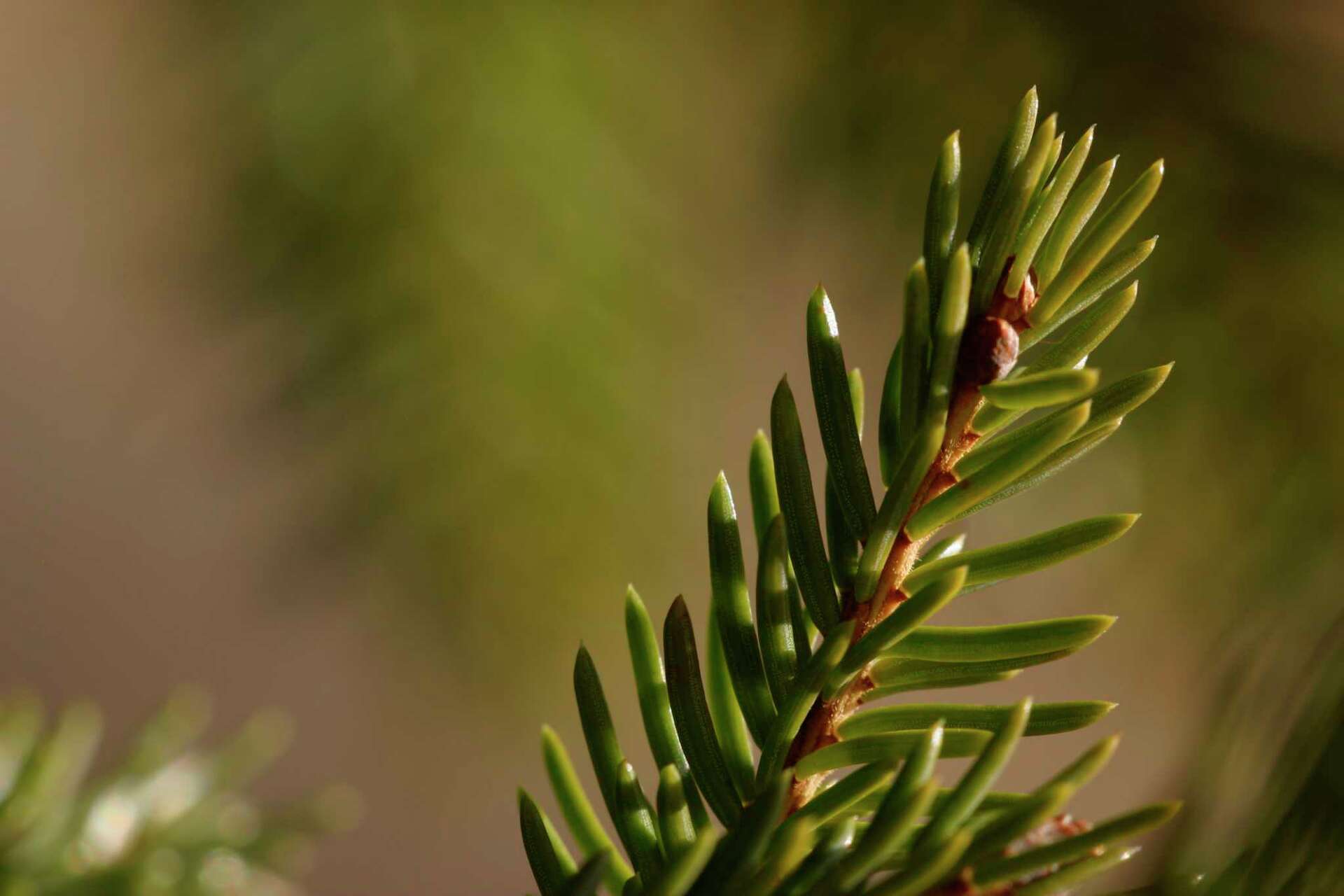 Spruce Tree Reproduction & Seeds