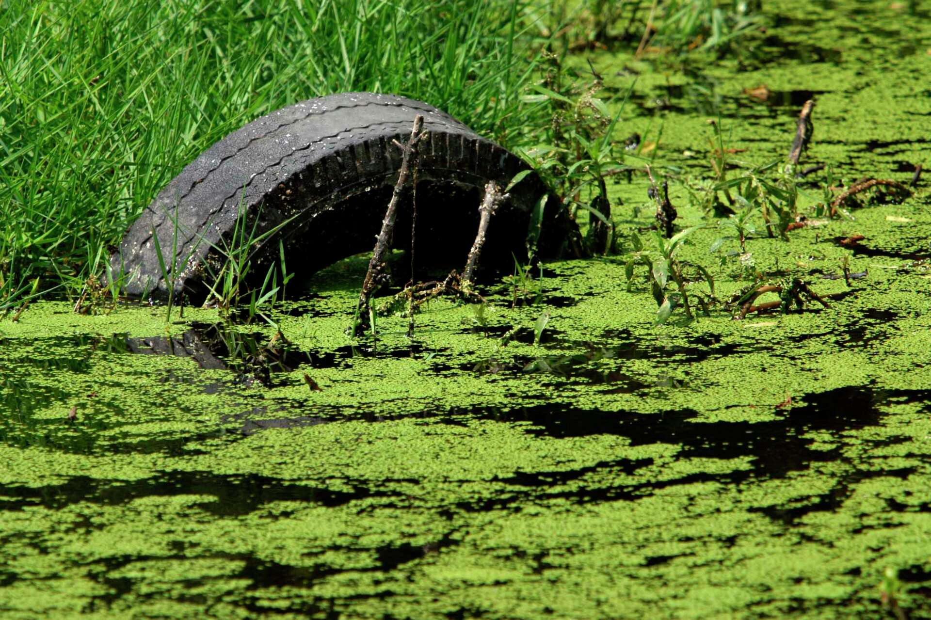 Slime Algae on Backyard Ponds