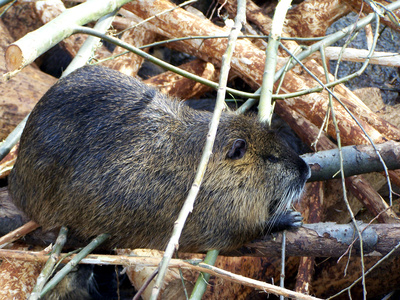 Easy Homemade Beaver Traps