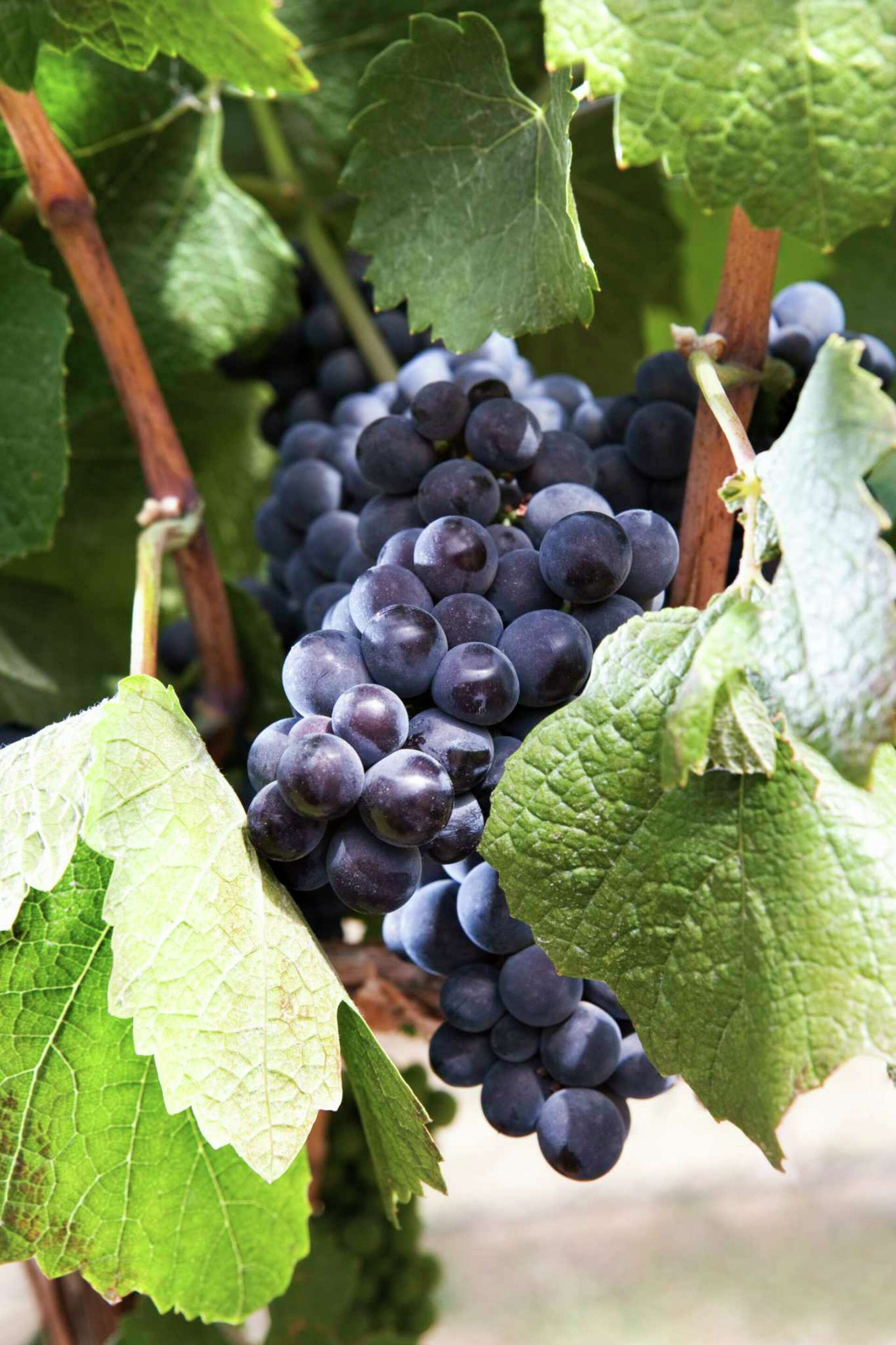 Parts of the Grape Vine