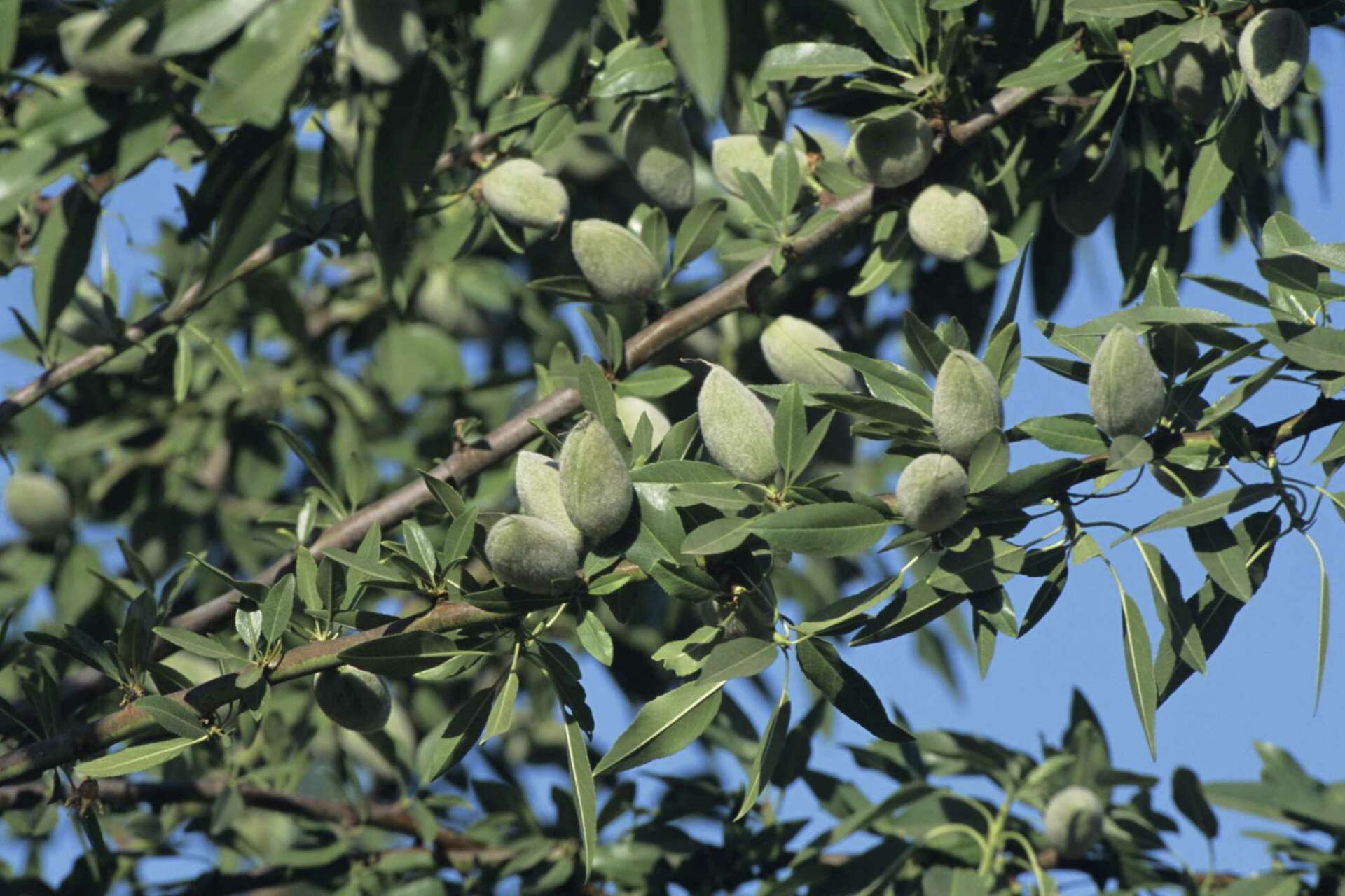 Almond Tree Growth