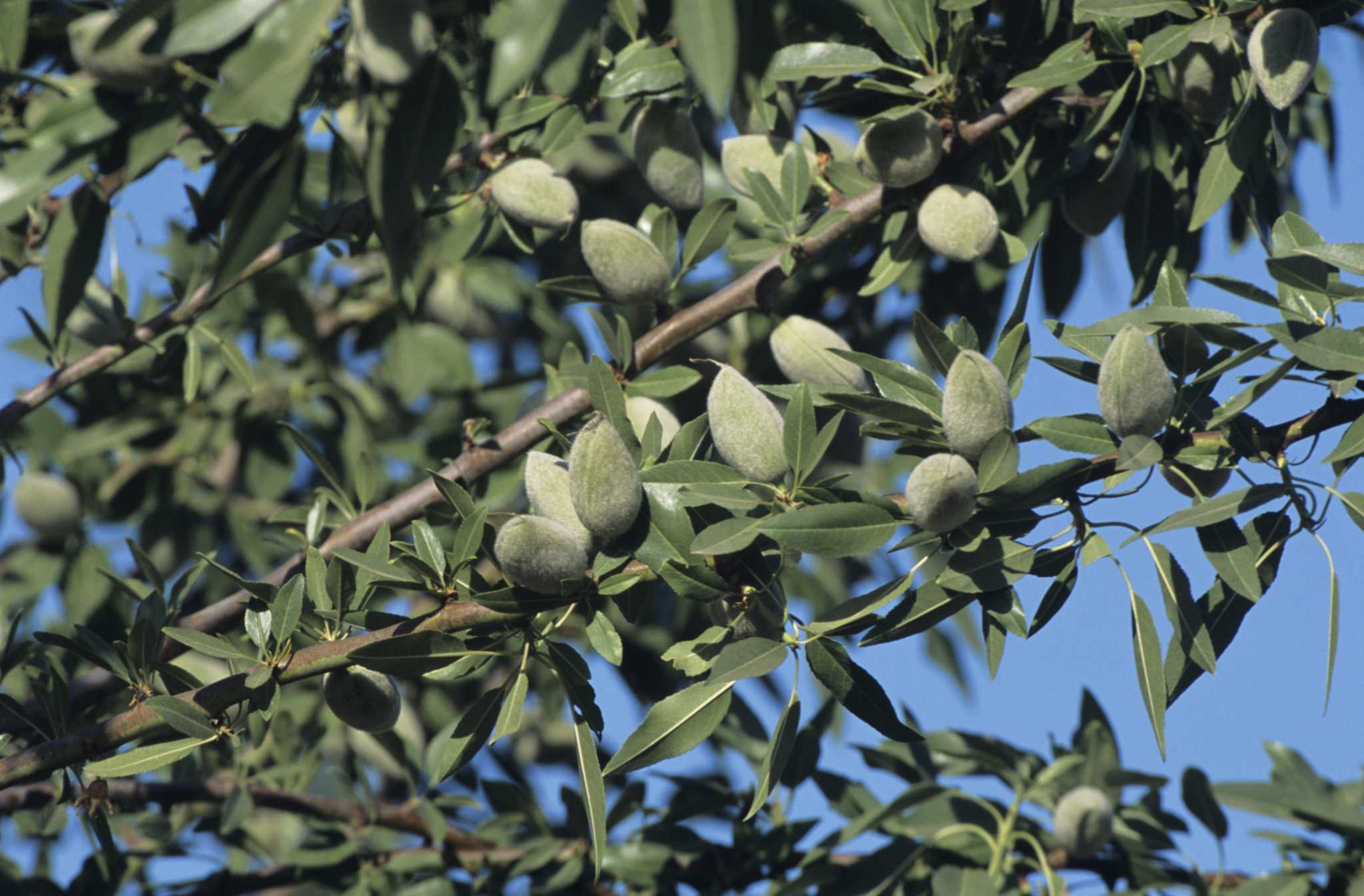 Almond Tree Growth