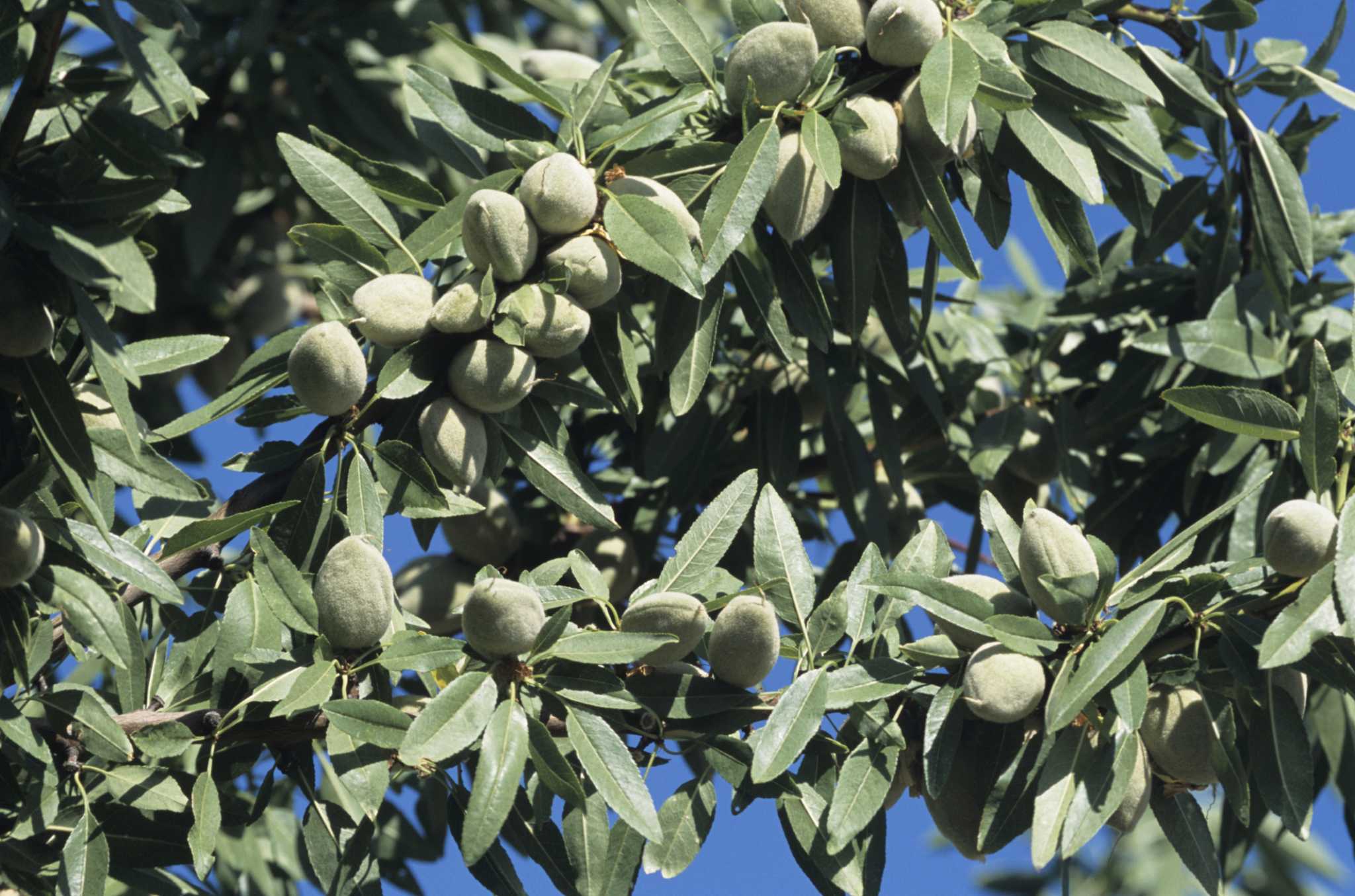 Does an Almond Tree Require a Second Tree to Pollinate?