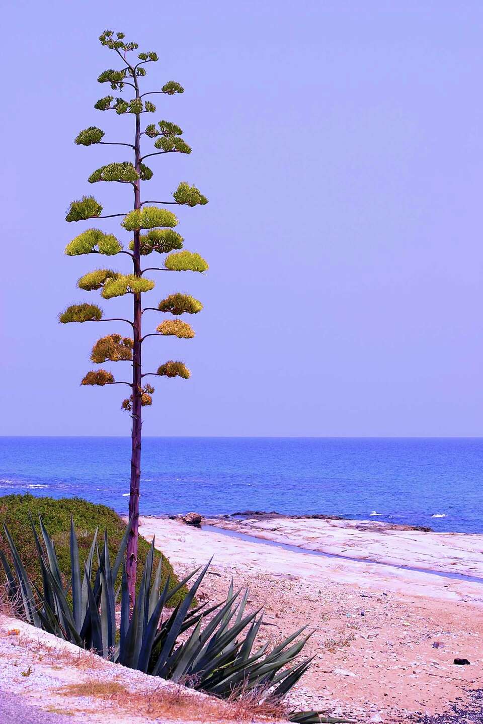 How to Take Care of Century Trees