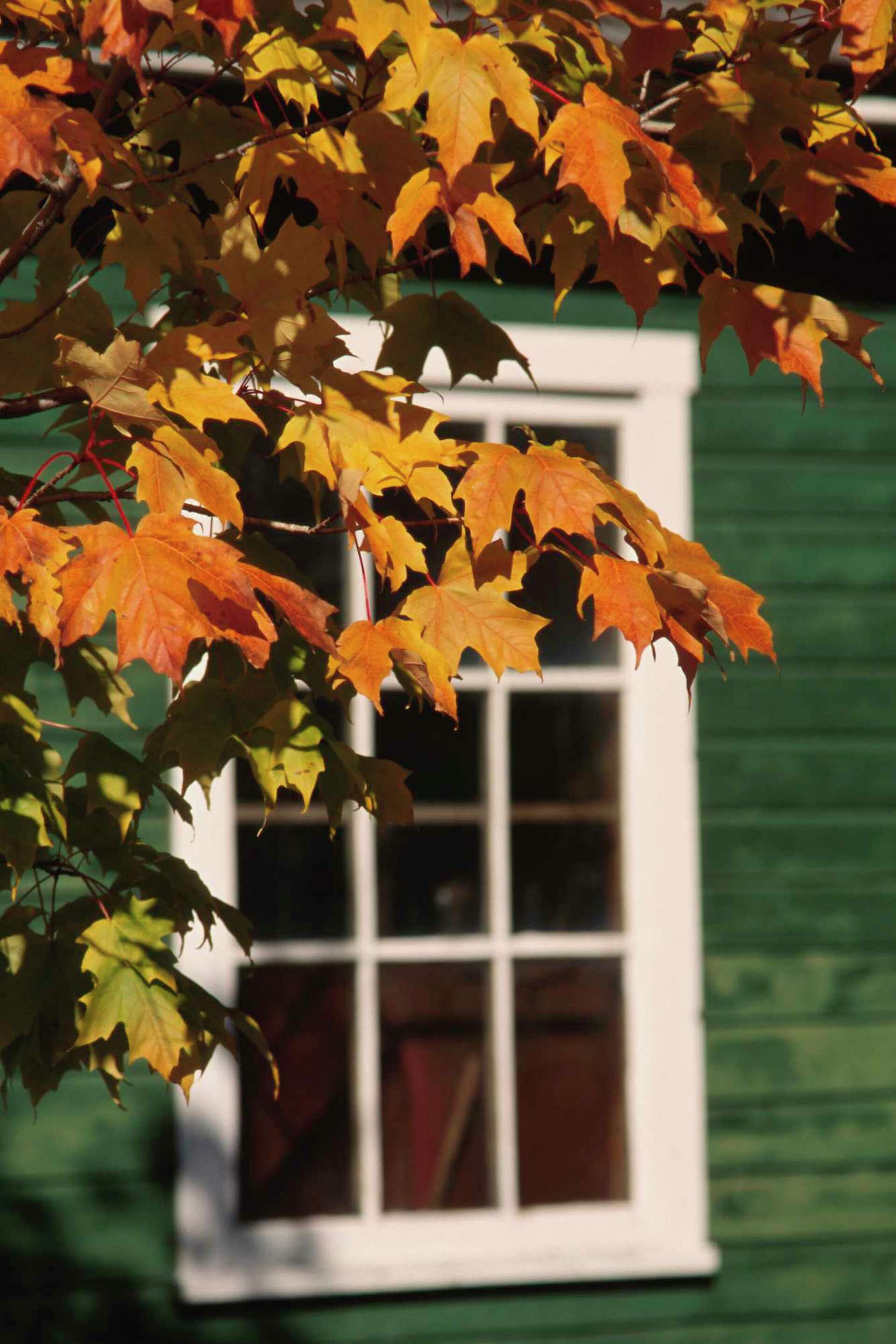 What Eats Maple Trees?