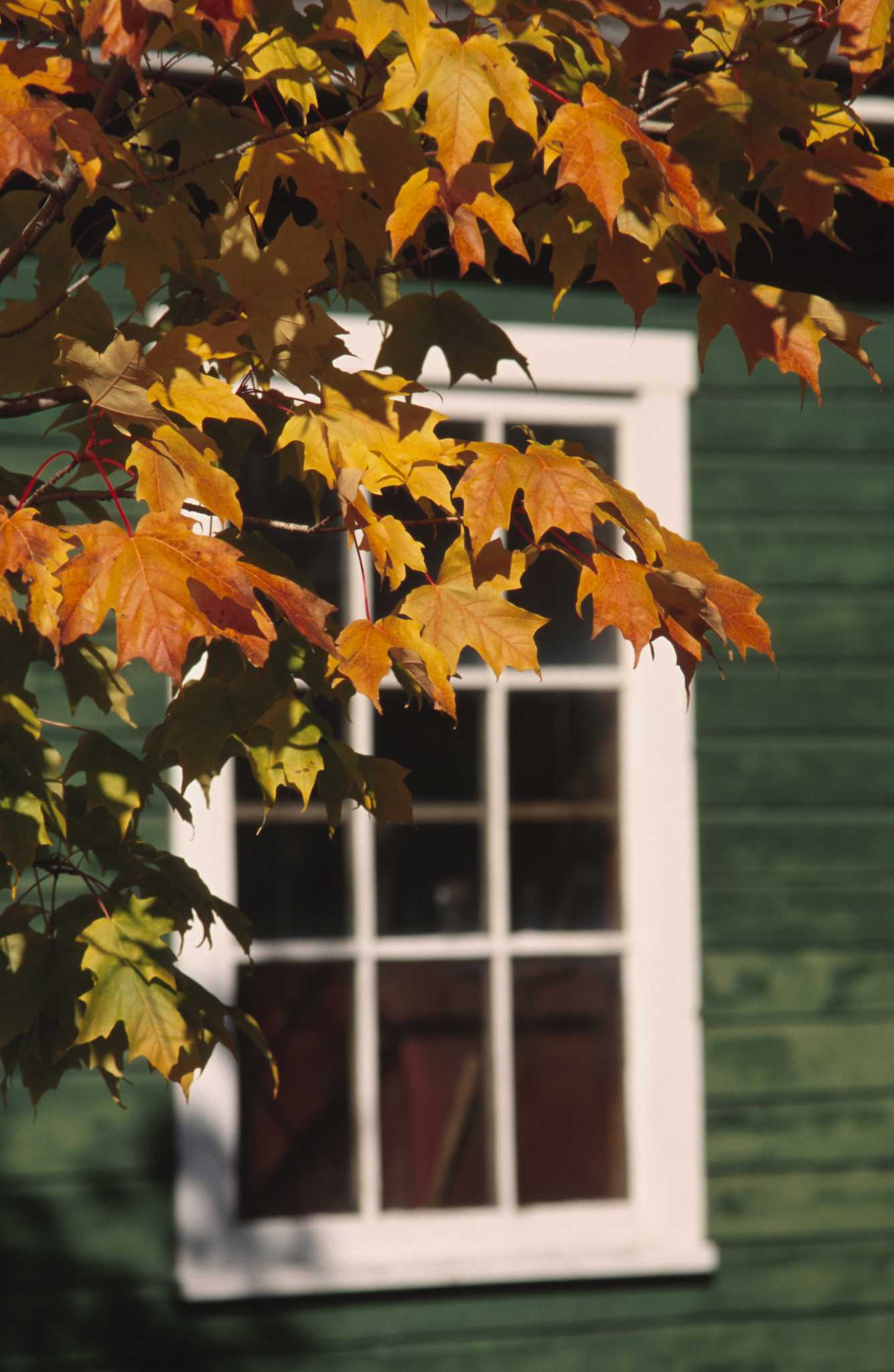 What Eats Maple Trees