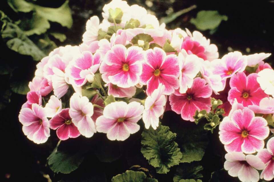 How to Grow Primulas From Seed