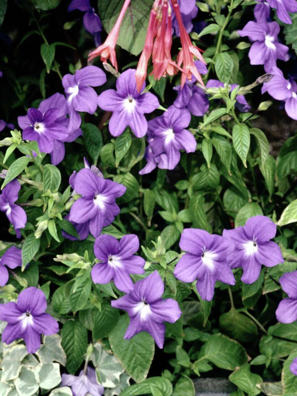 How to Prune Periwinkles