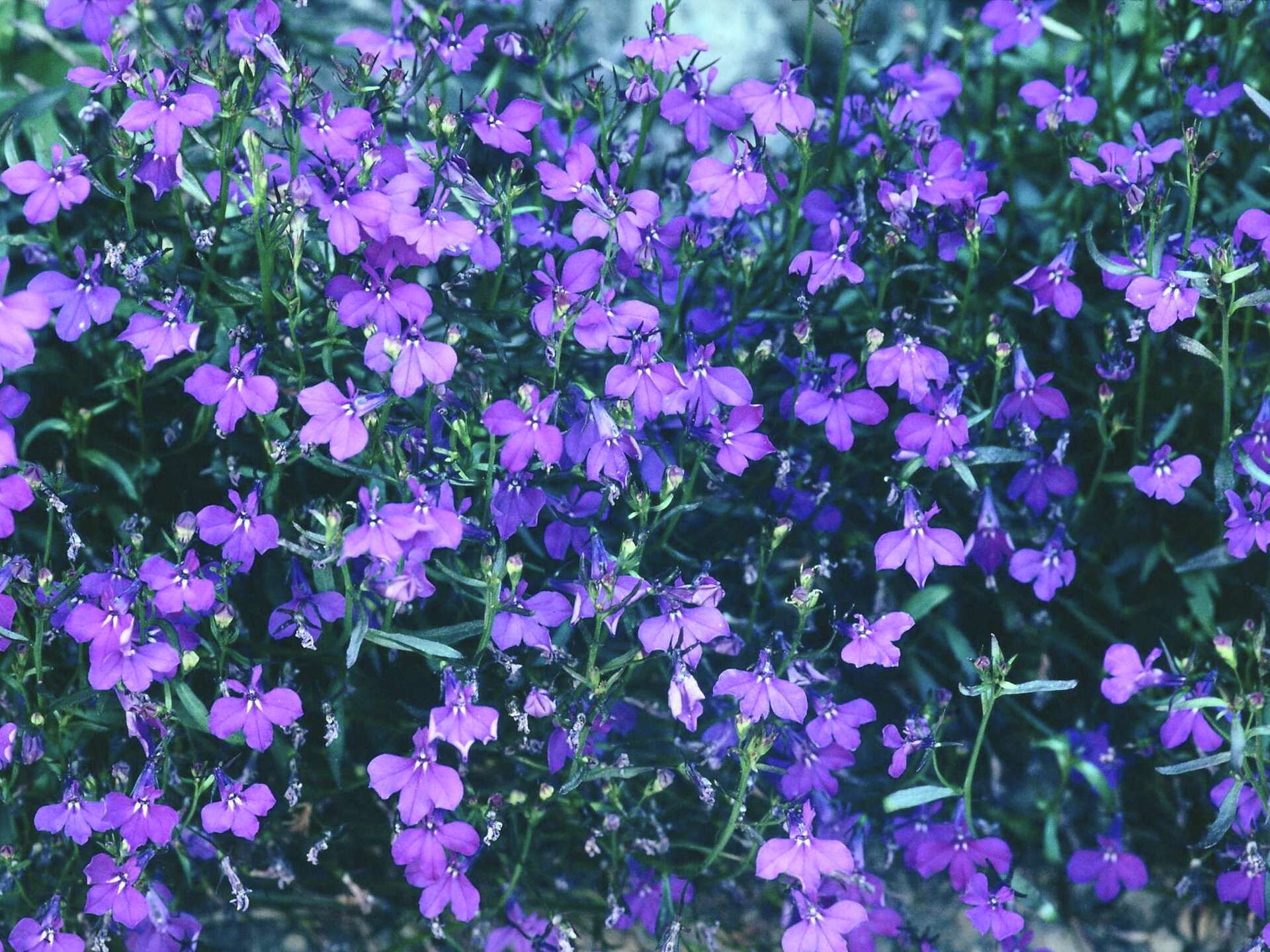 Types of Lobelia