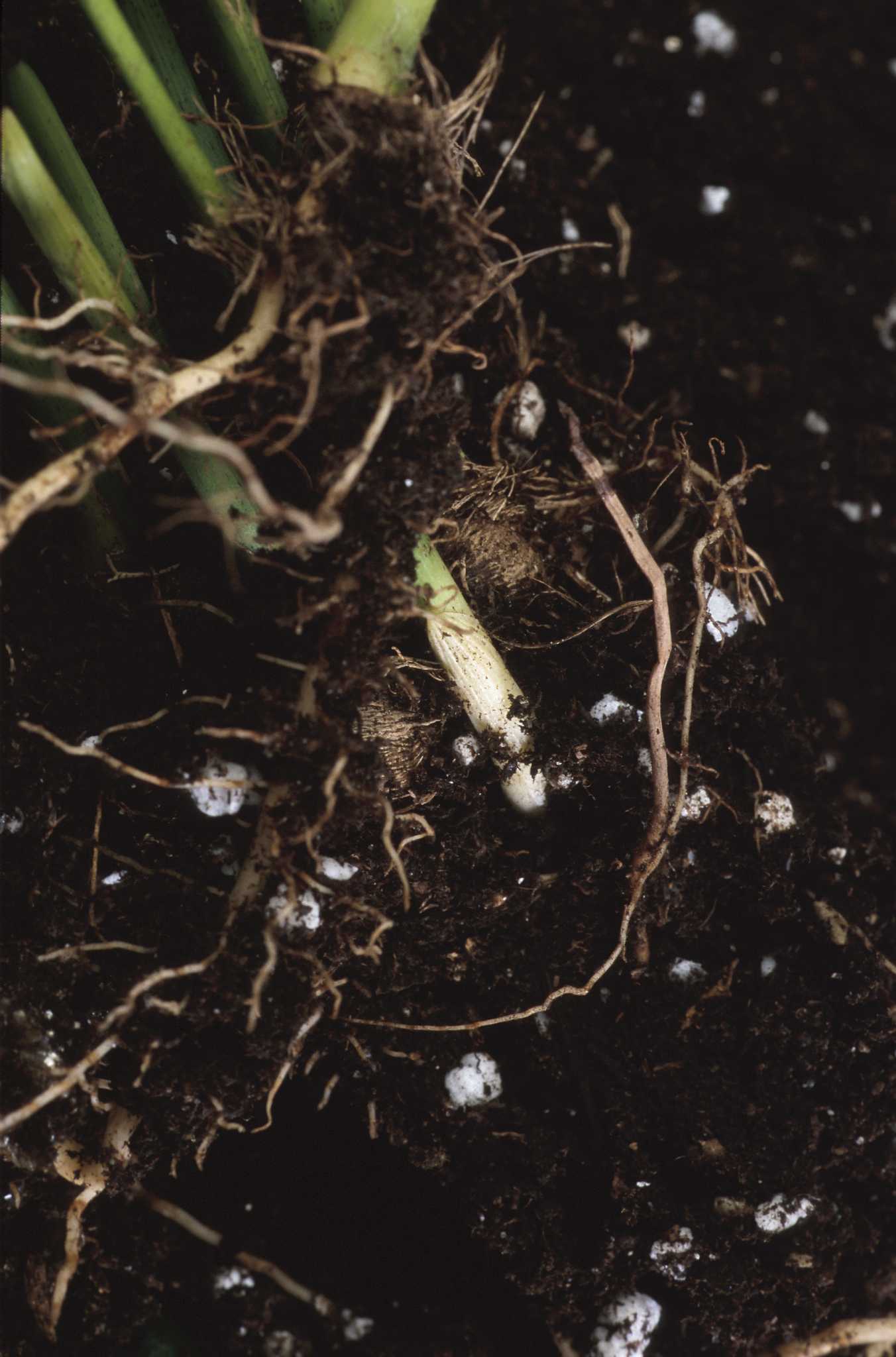 How to Treat Root Burn