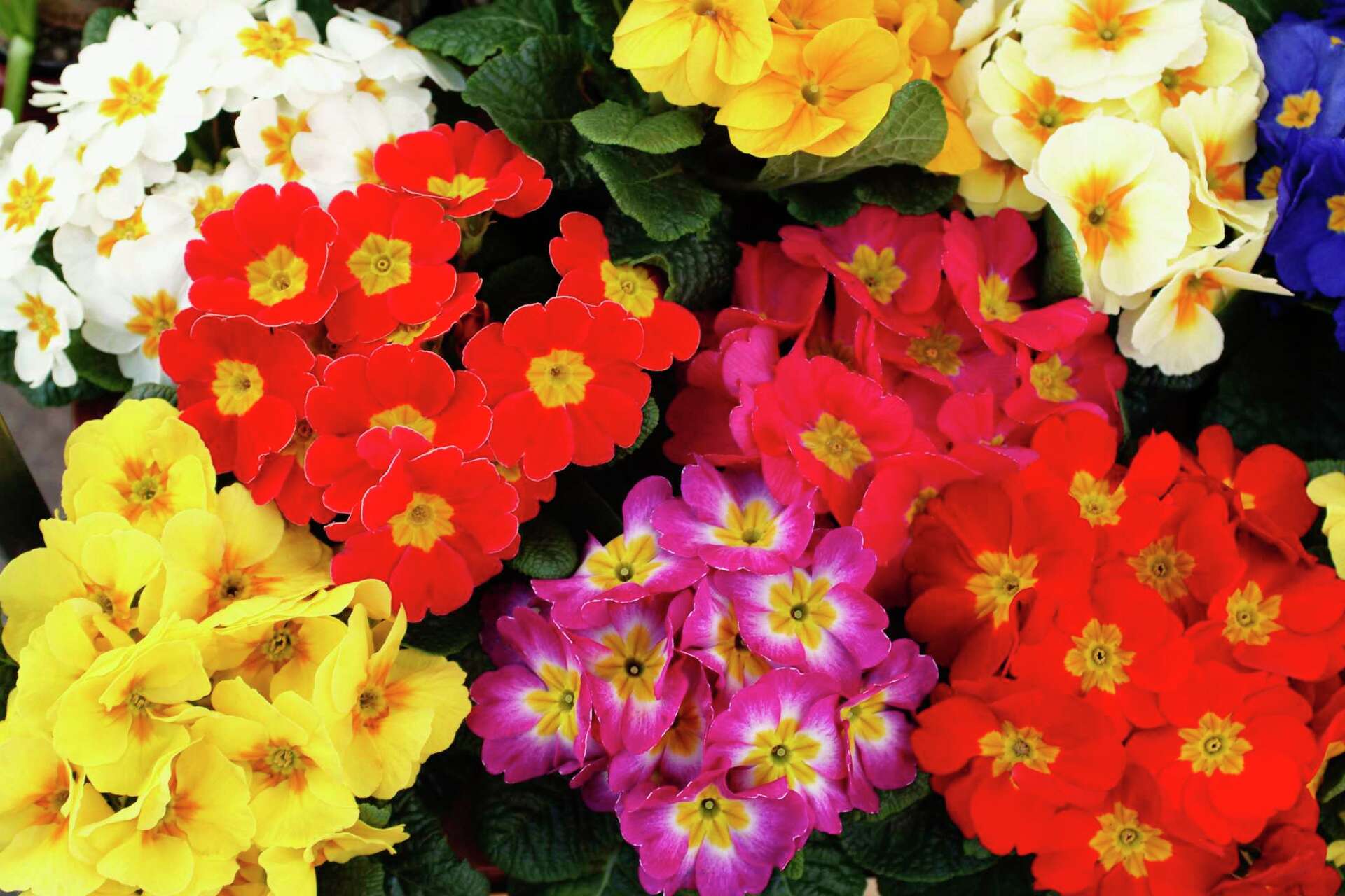 How Much Sun for Primroses?