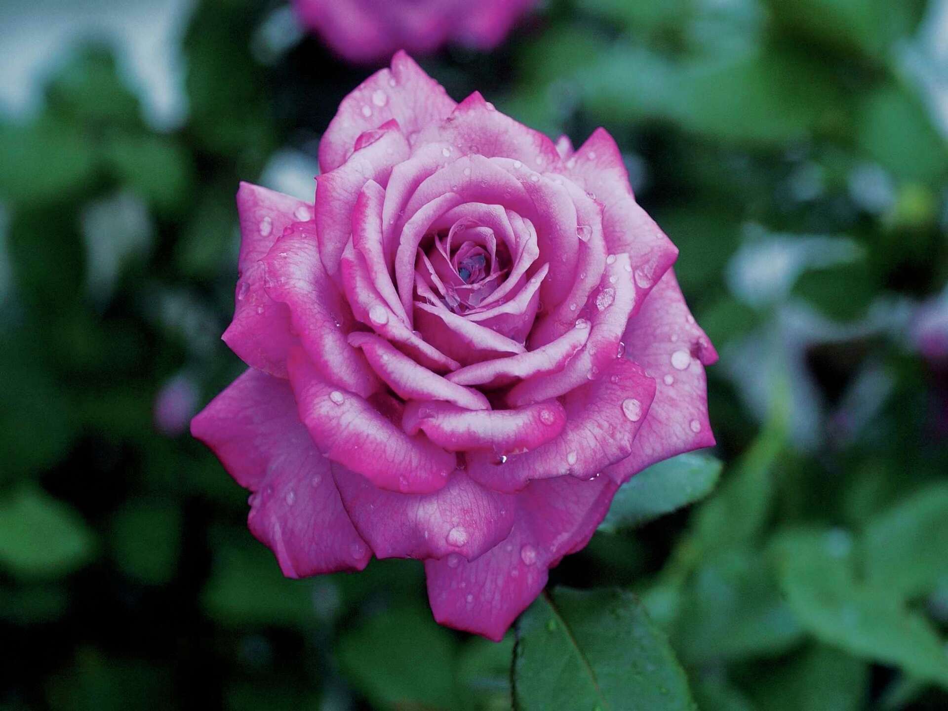 American Beauty Climbing Roses