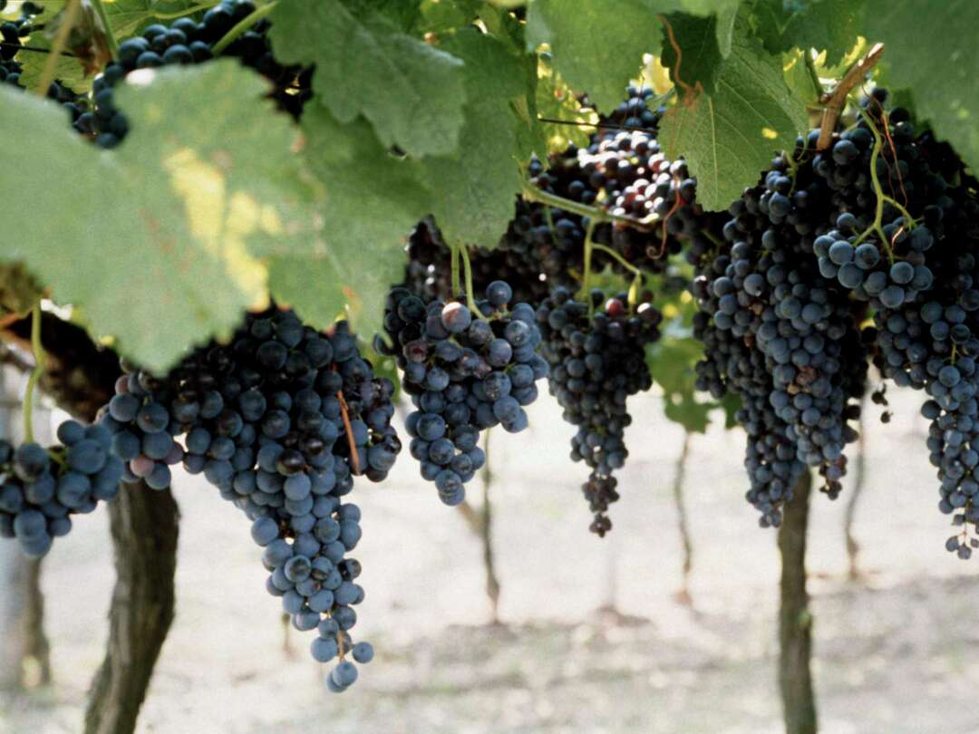 How to Tell a Male Grapevine From a Female Grapevine