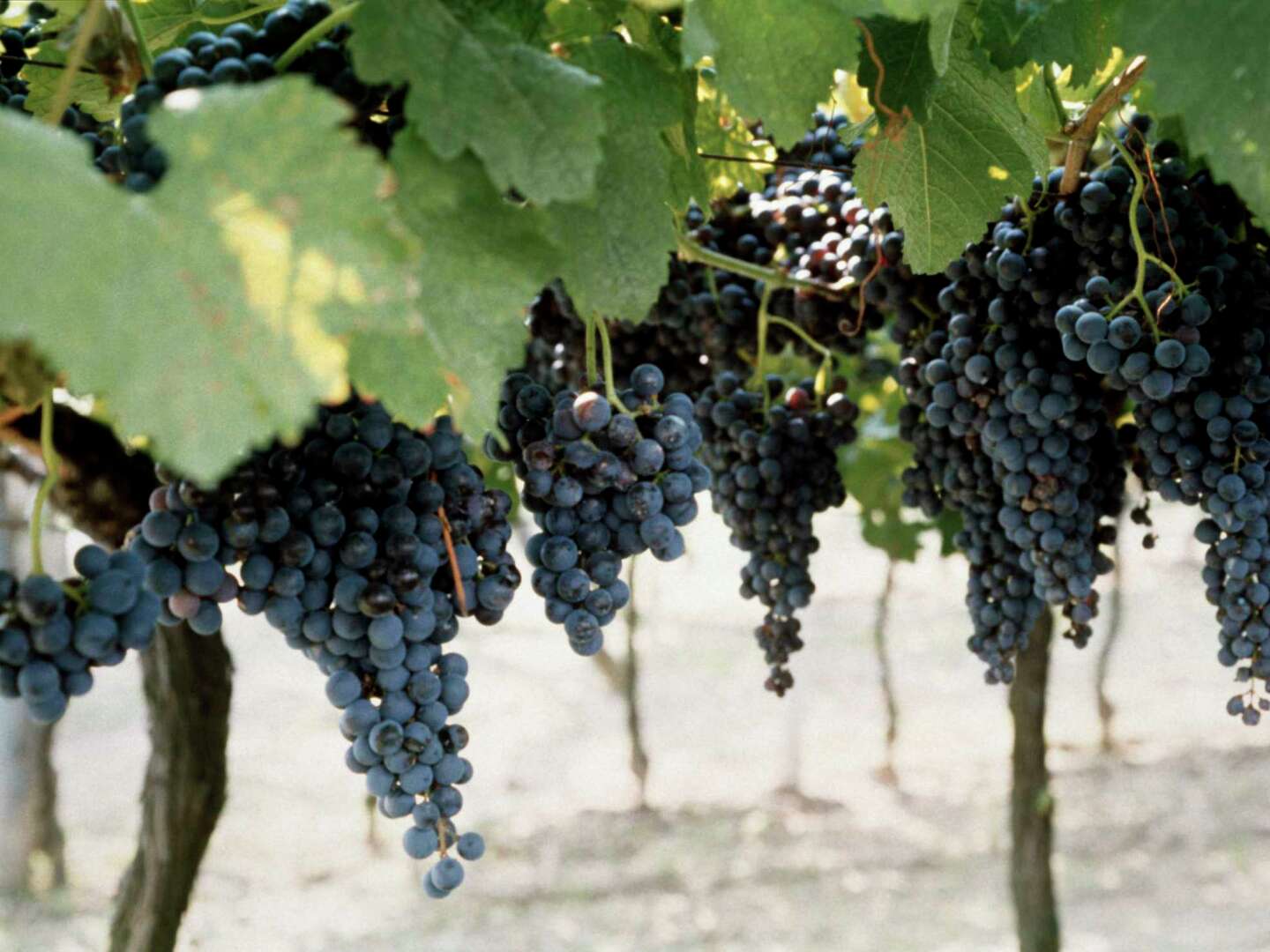 How to Tell a Male Grapevine From a Female Grapevine