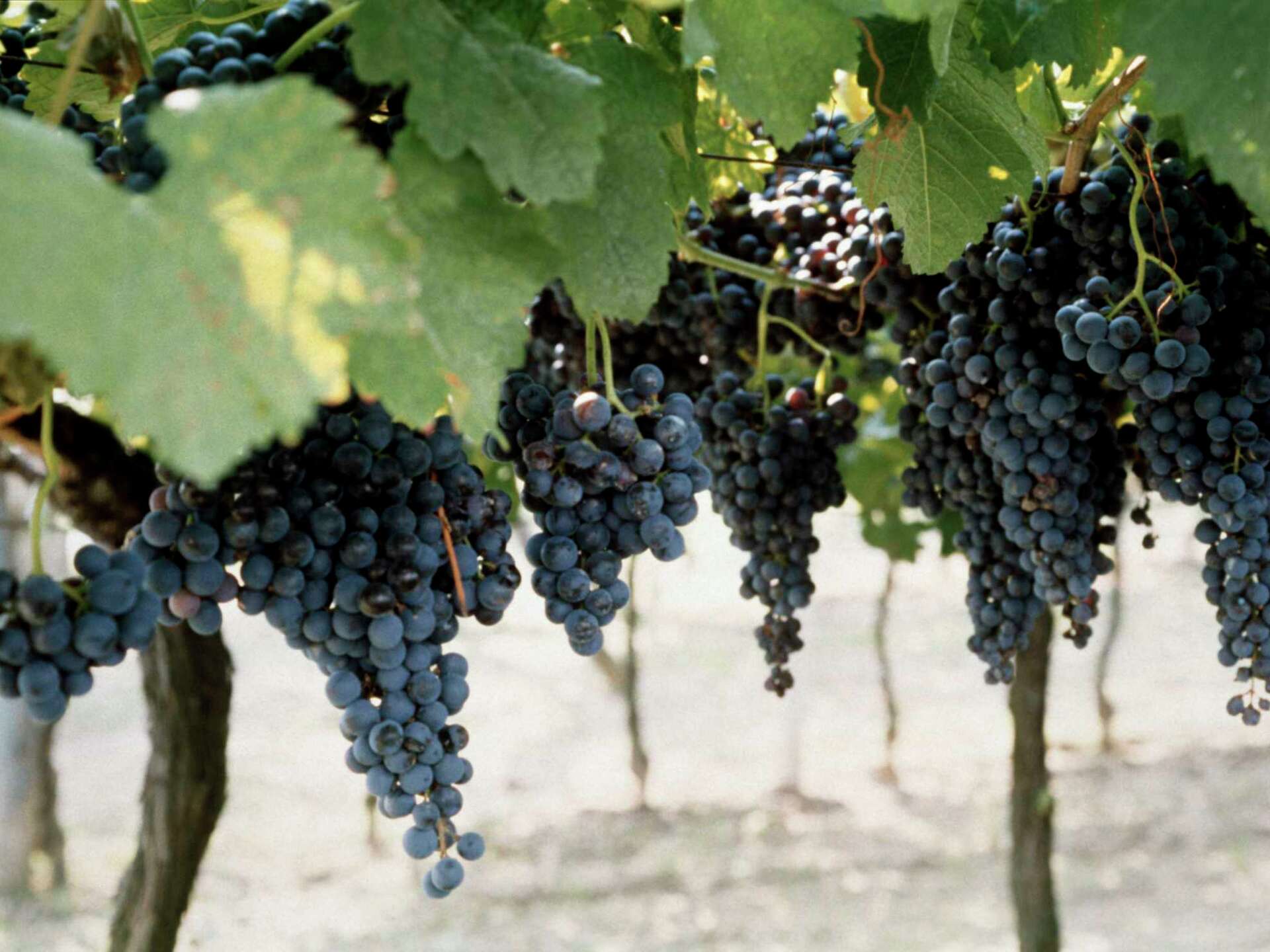 How to Tell a Male Grapevine From a Female Grapevine