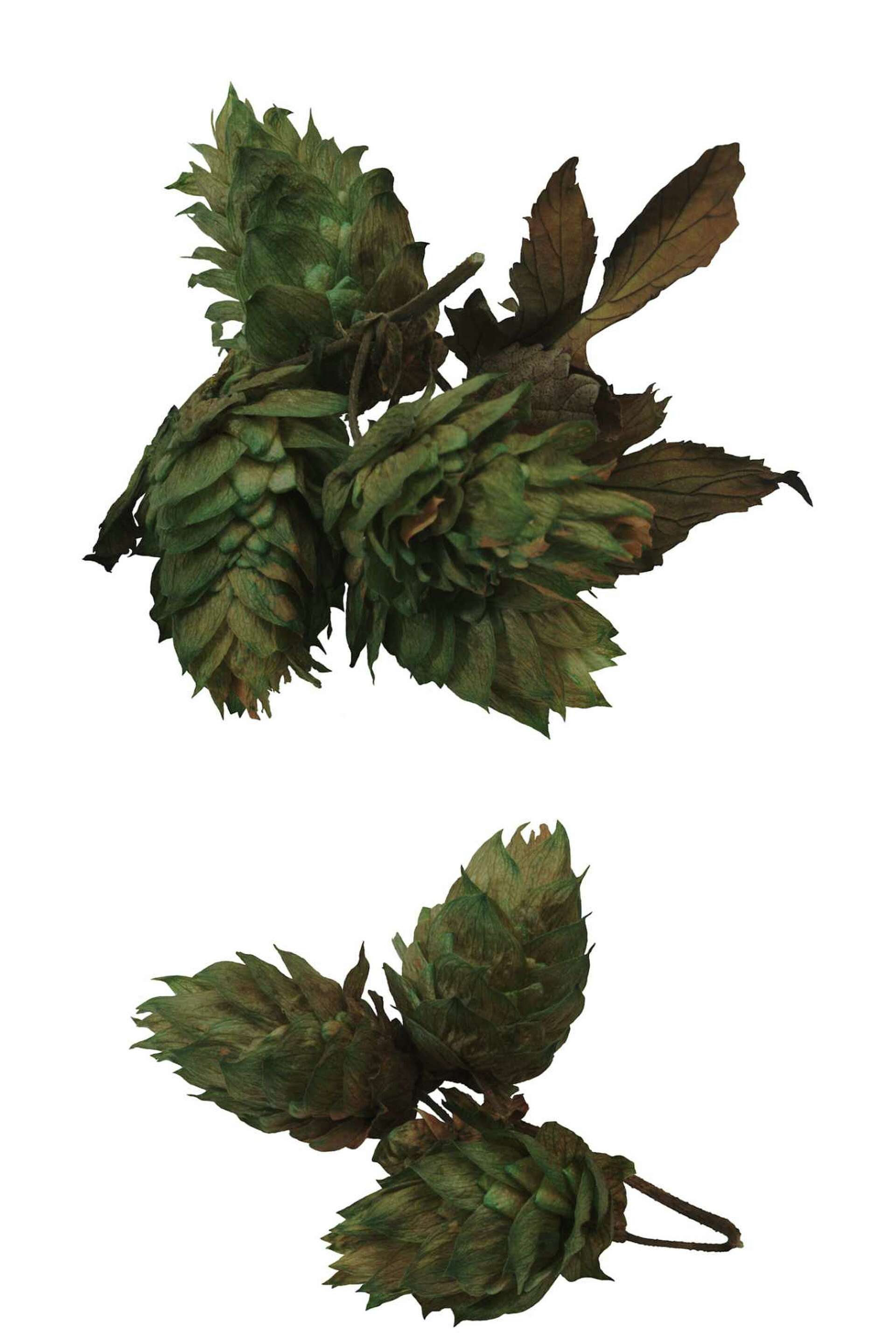 The Growing Zones for Hops