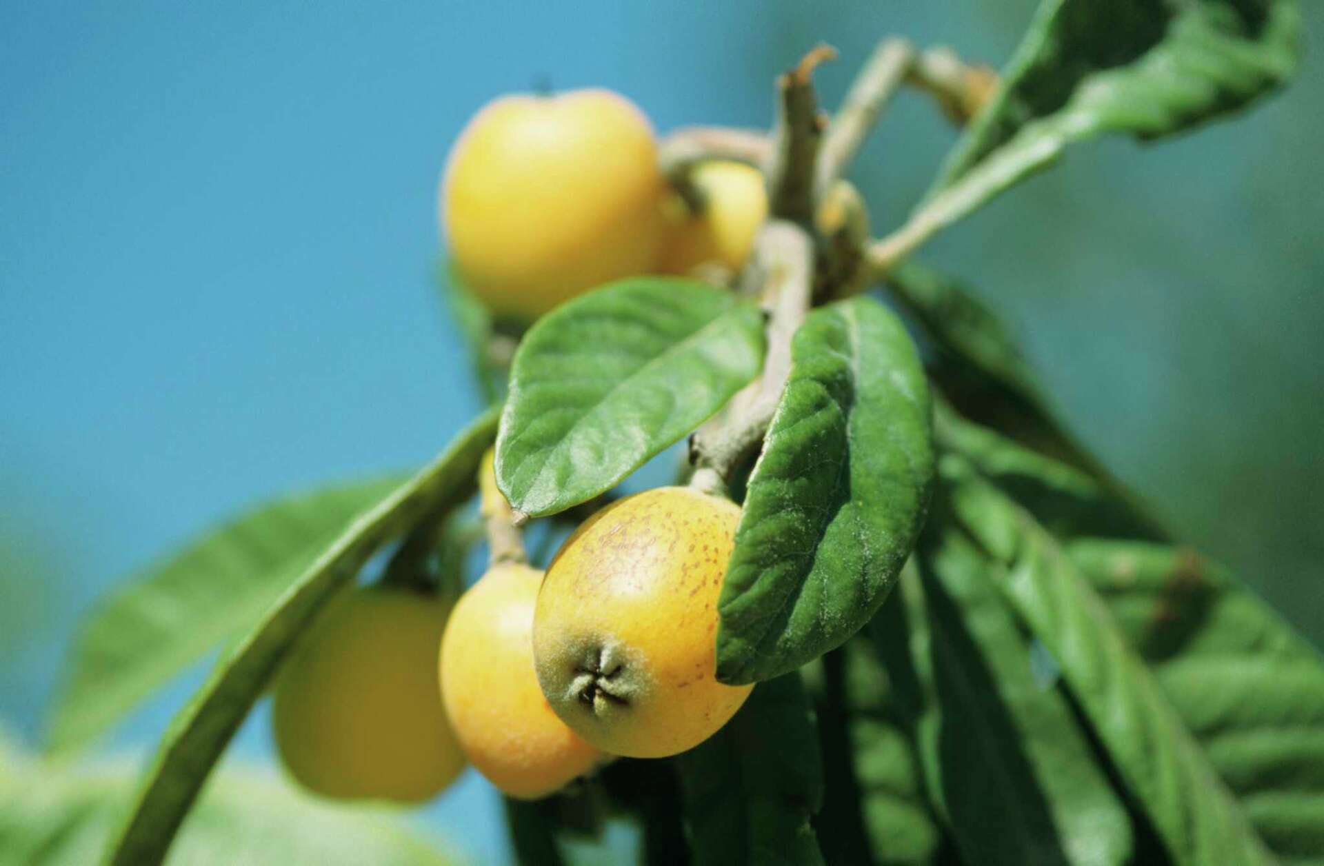 How to Grow Loquat in the Shade
