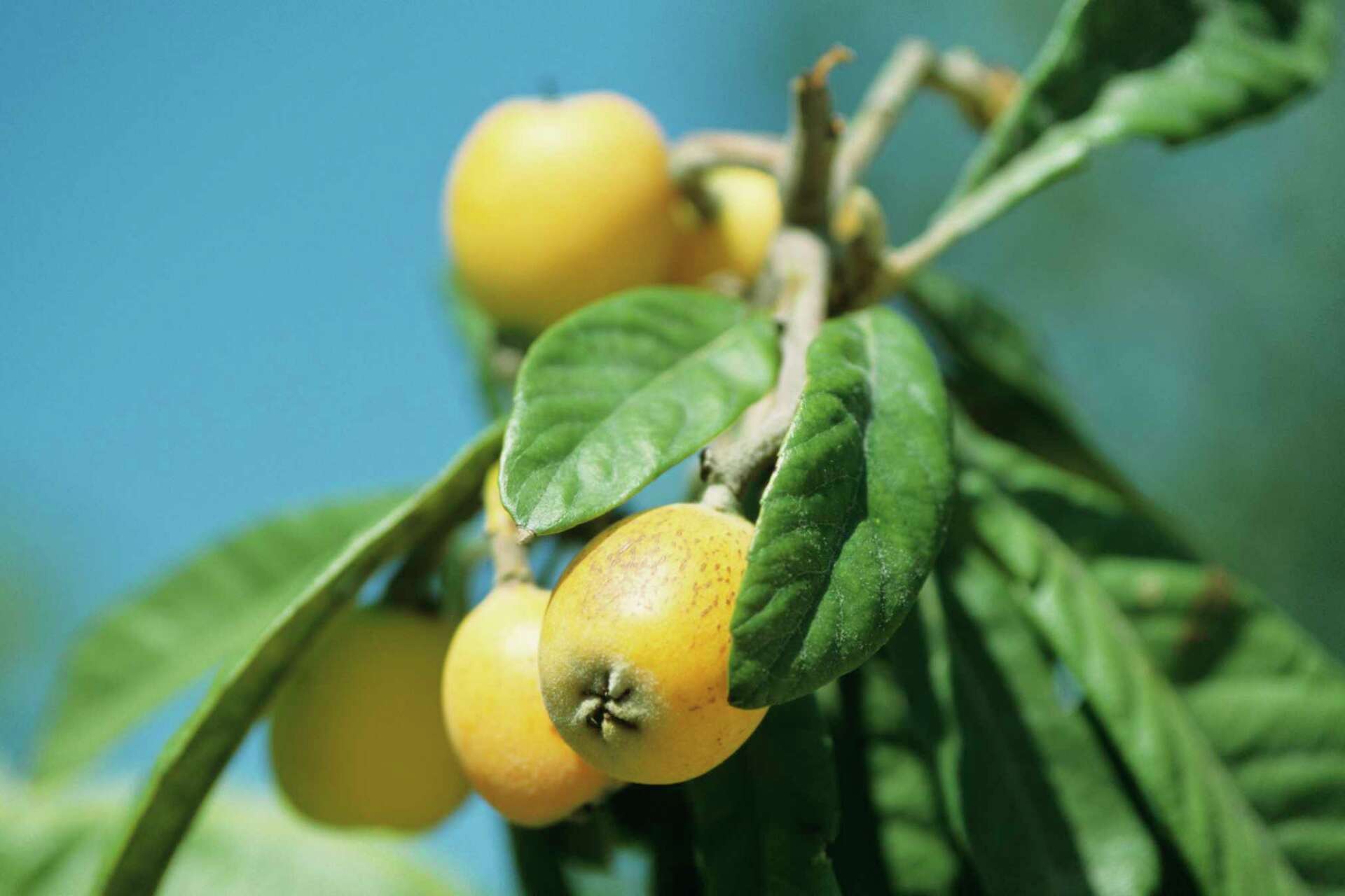 How to Grow a Nespoli Tree