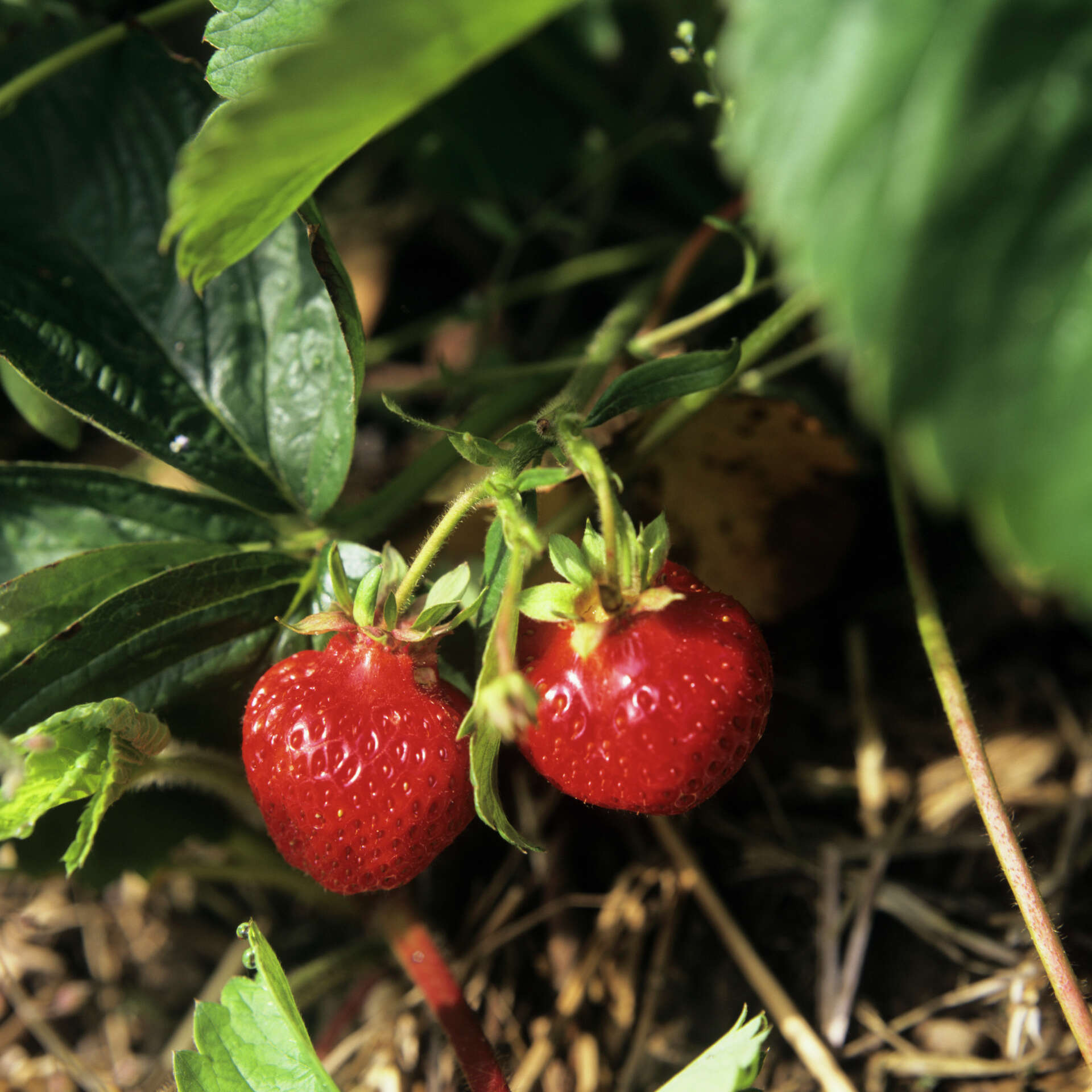 How to Make a Strawberry Barrel Garden