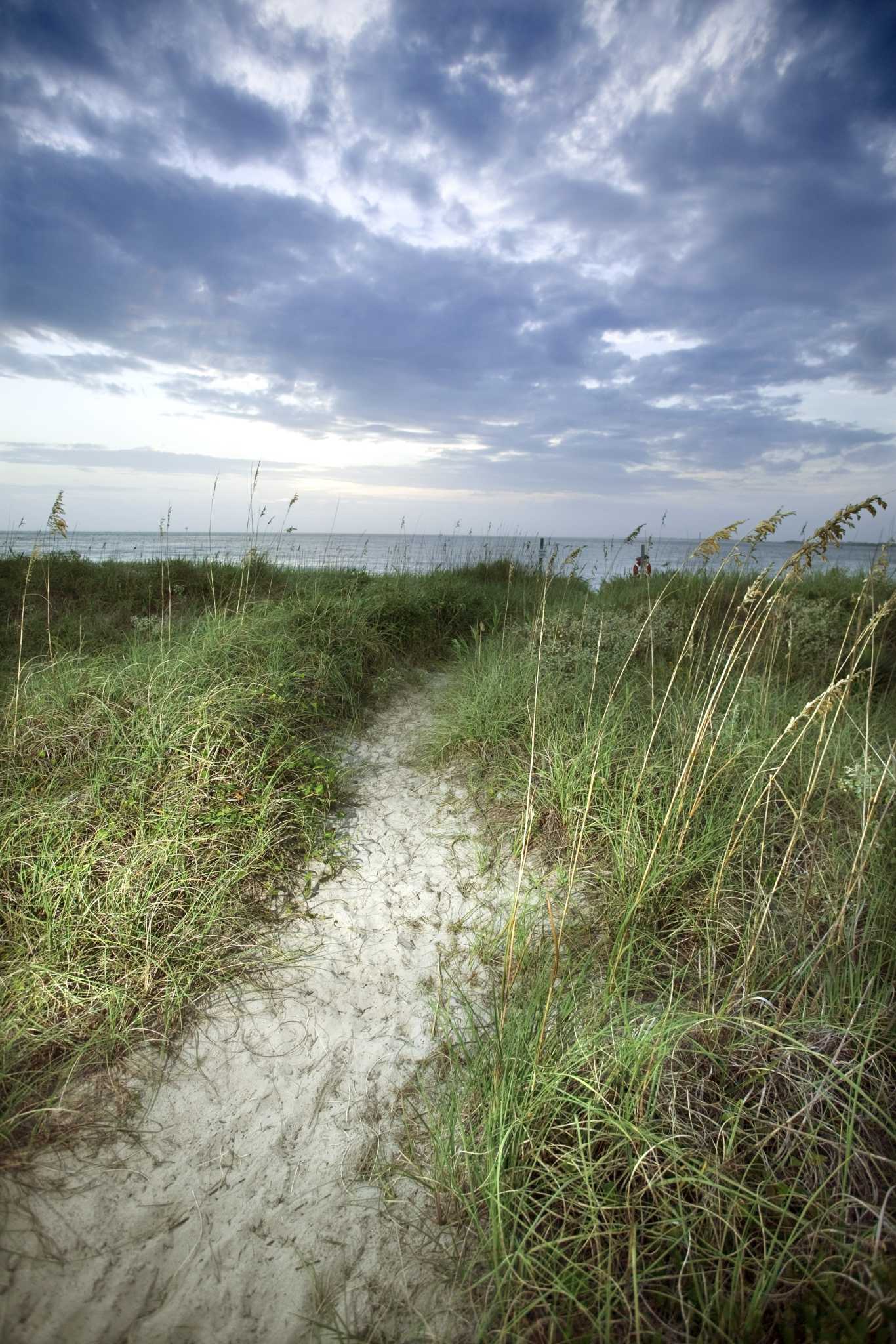 The Effect of Salt Spray on Coastal Plants