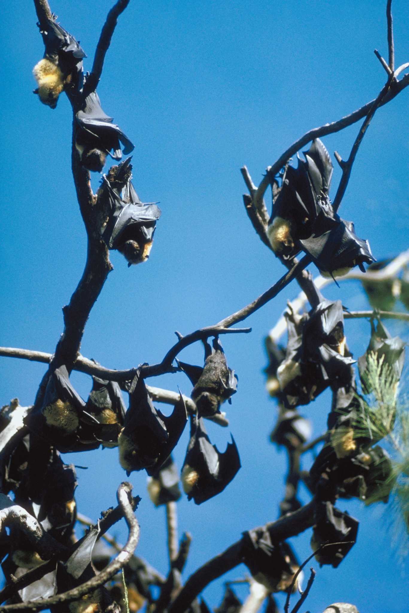 The Effects of Bat Guano on Plants
