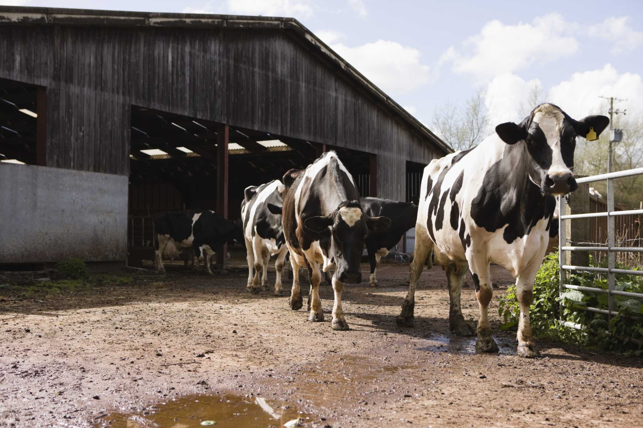 The Effects of Fresh Cow Manure on Soil Properties