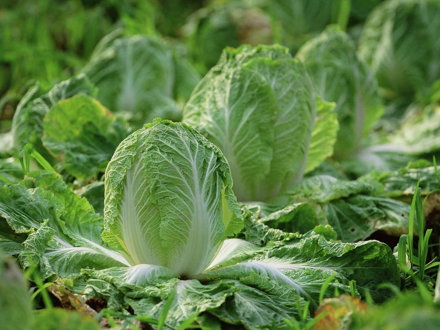 How to Make Straight Garden Furrows