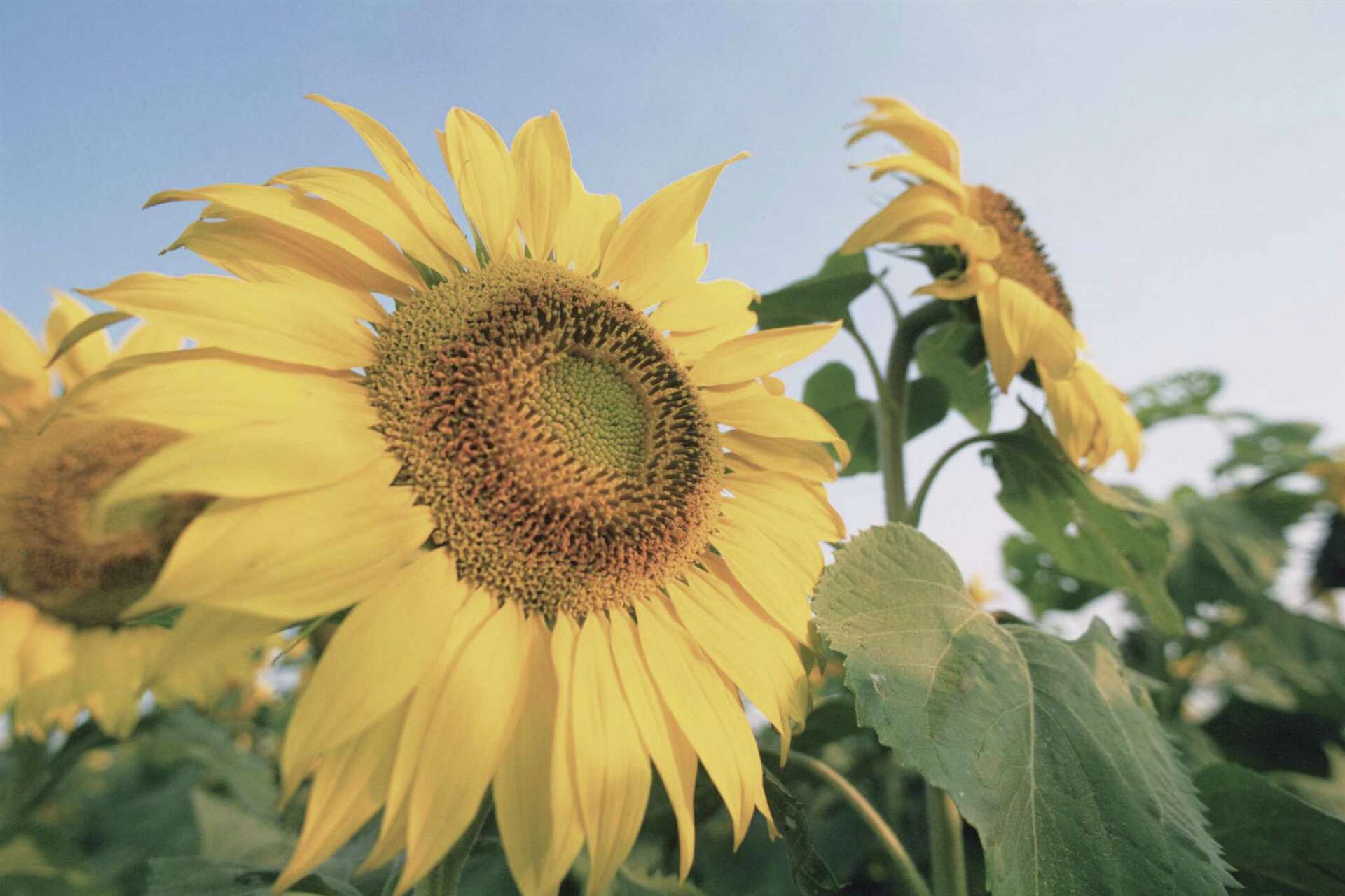 The Heliotropism of a Sunflower