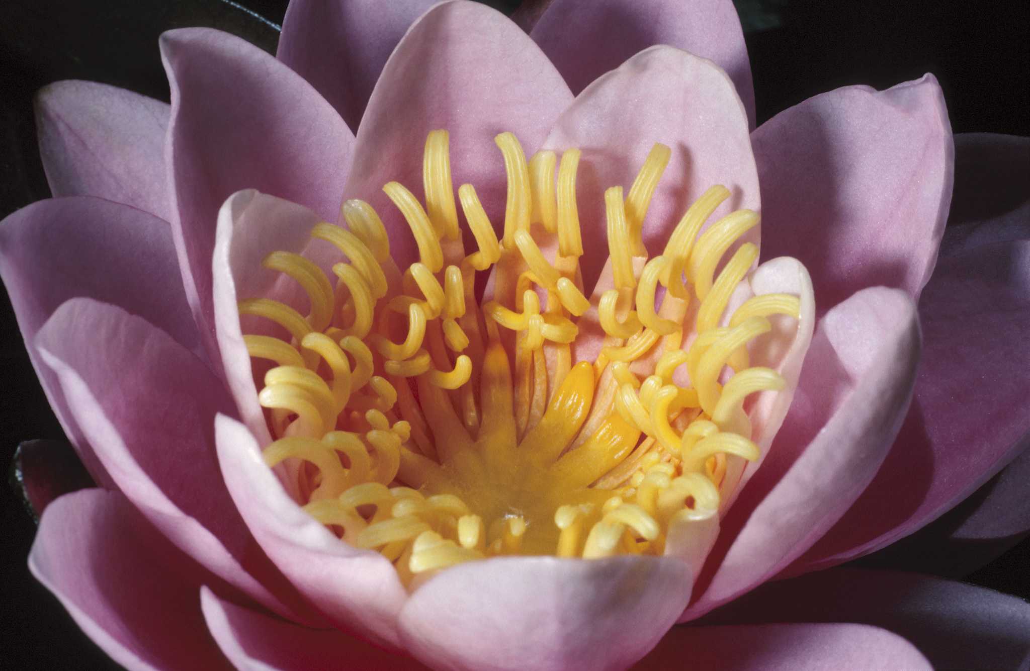 How to Plant a Sprouting Bare-Root Peony