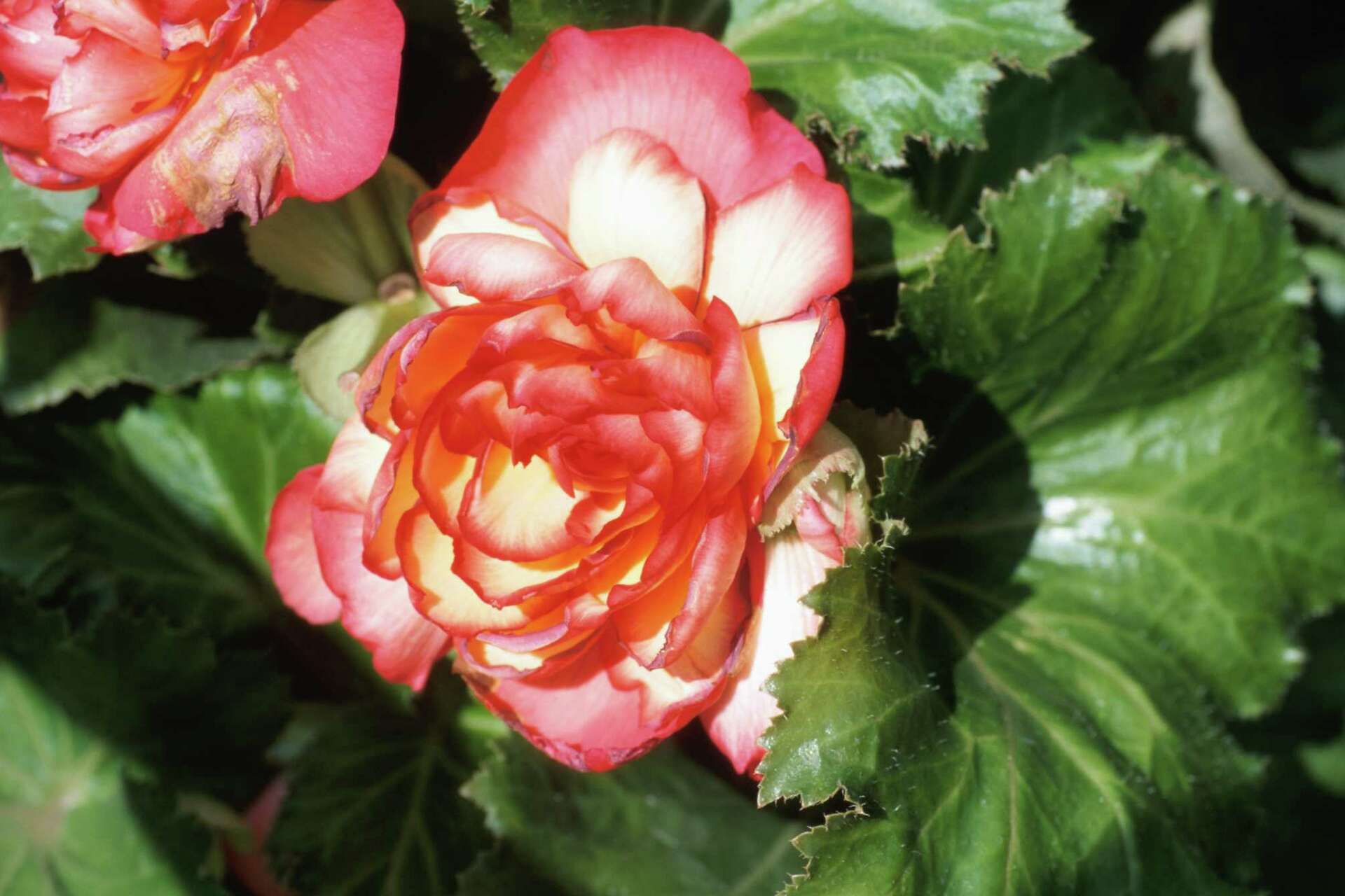 How to Trim Begonia