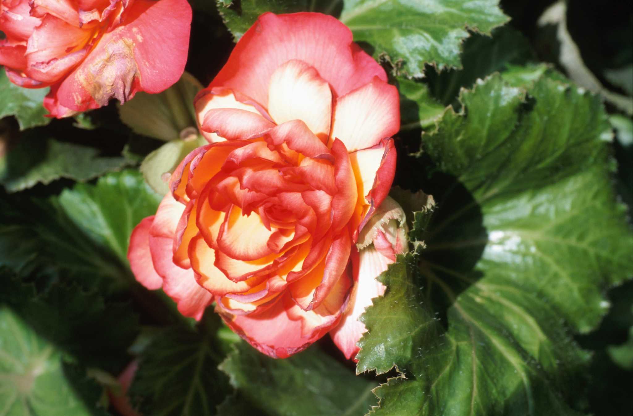 How to Grow Double Begonias