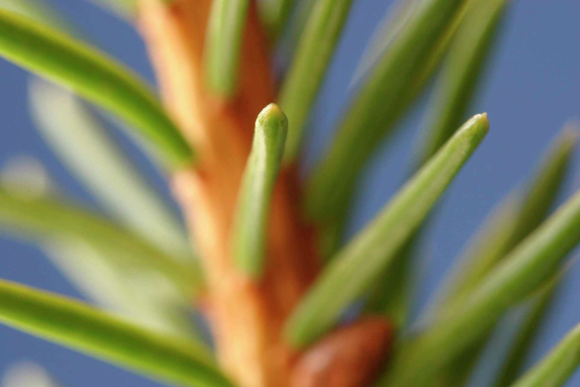 Annual Growth & Mature Size of Spruce Trees