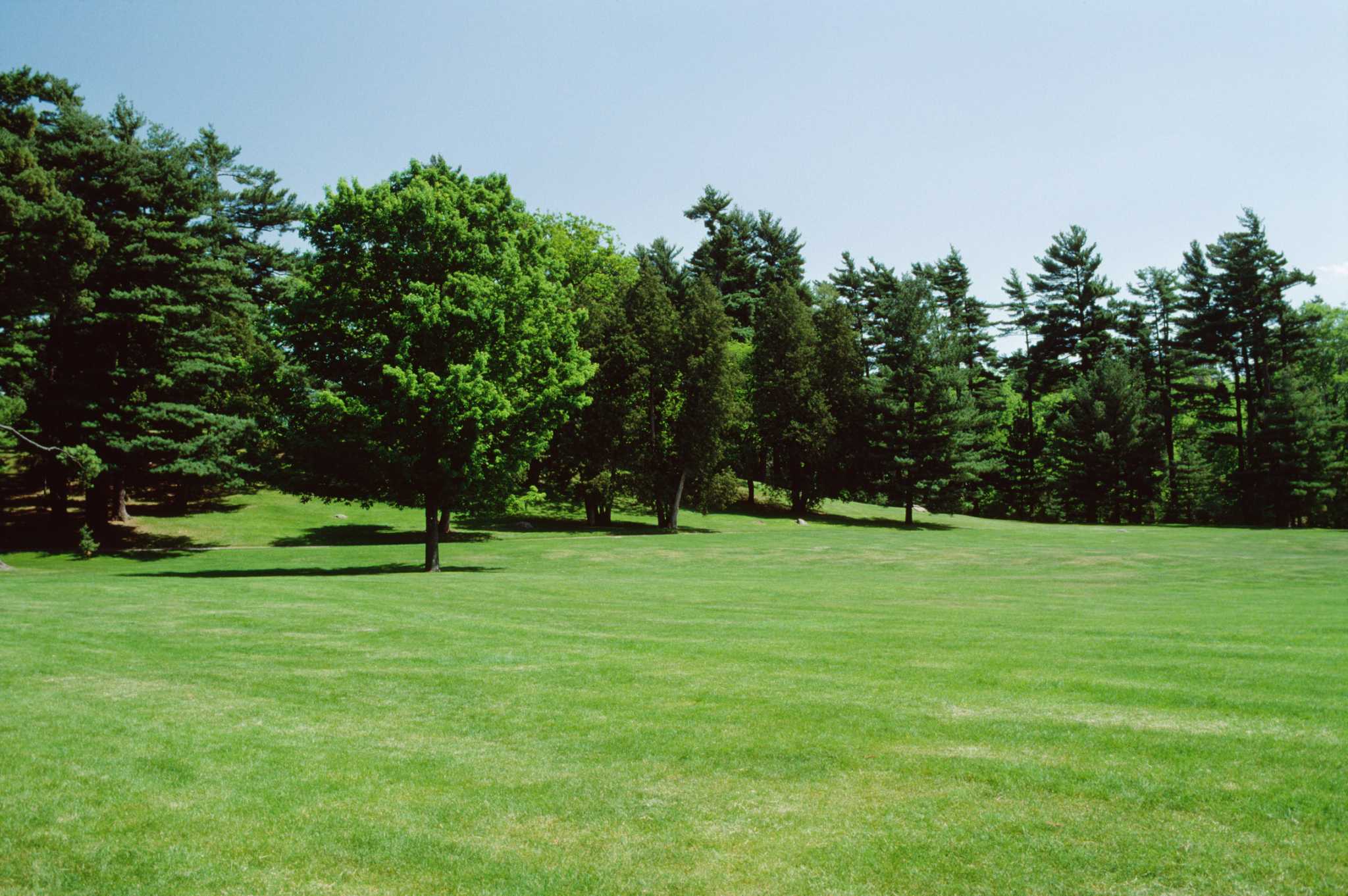 The Annual Growth of Wild Cherry Trees