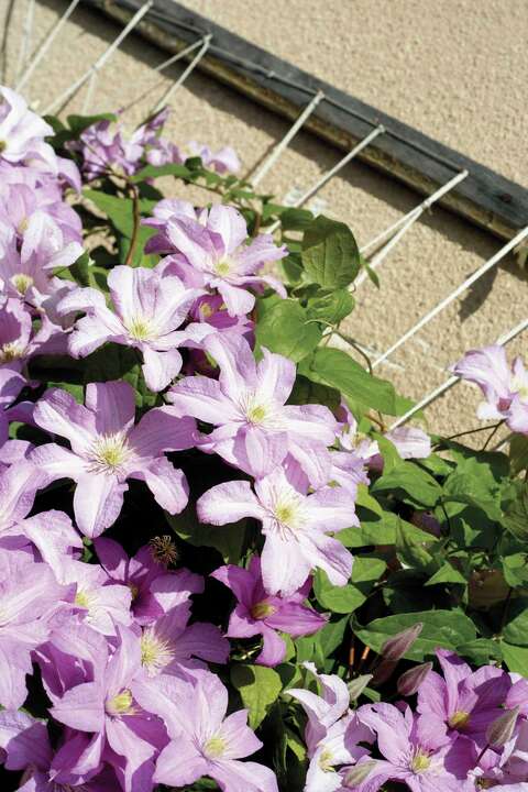 Horizontal Trellis Ideas