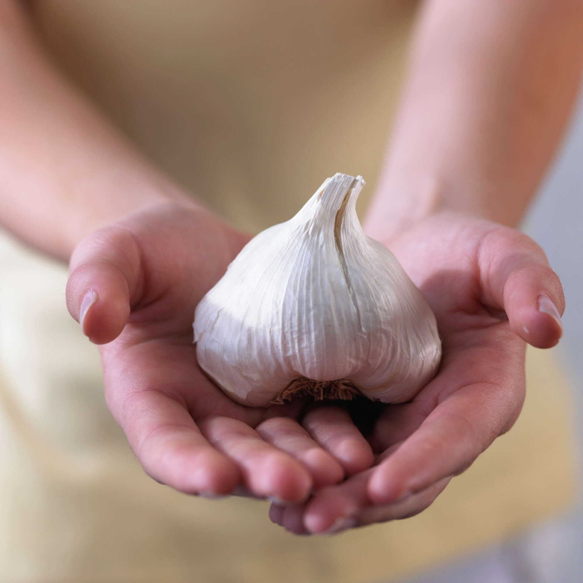 Elephant Garlic Varieties