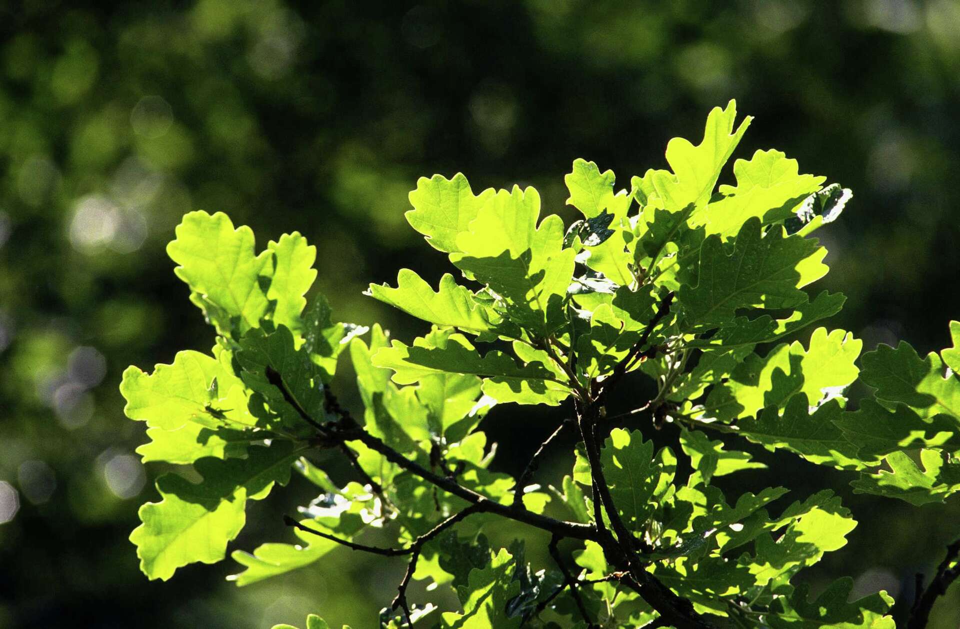 Ant Infestation in an Oak Tree