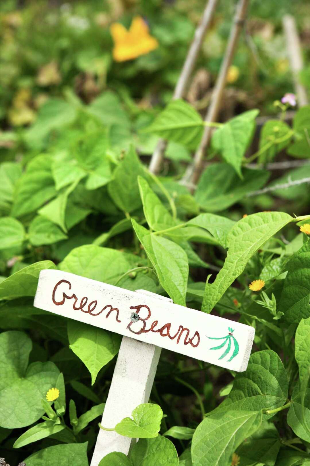 How to Stake Green Bean Plants