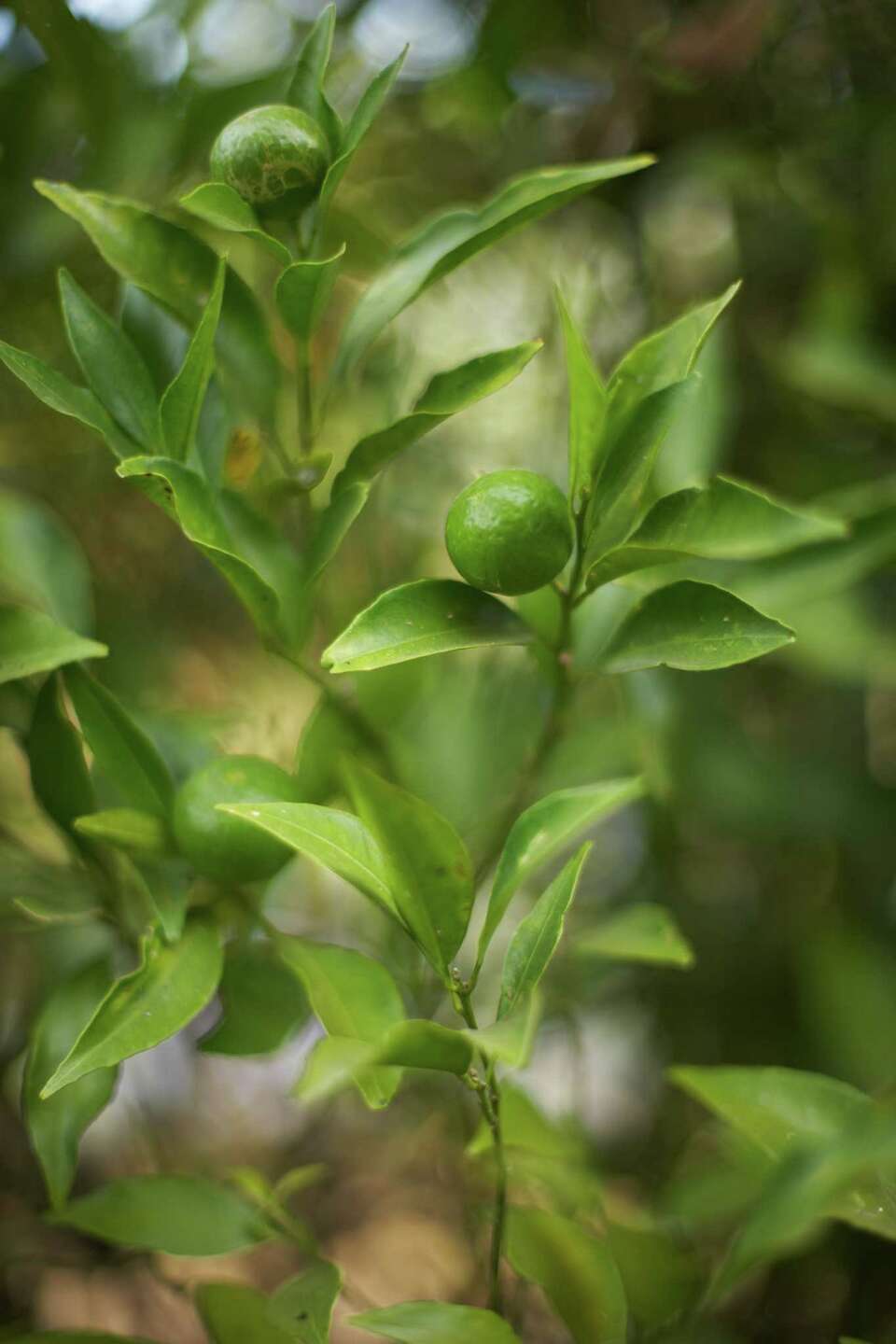 How to Winter Wrap Tree Trunks